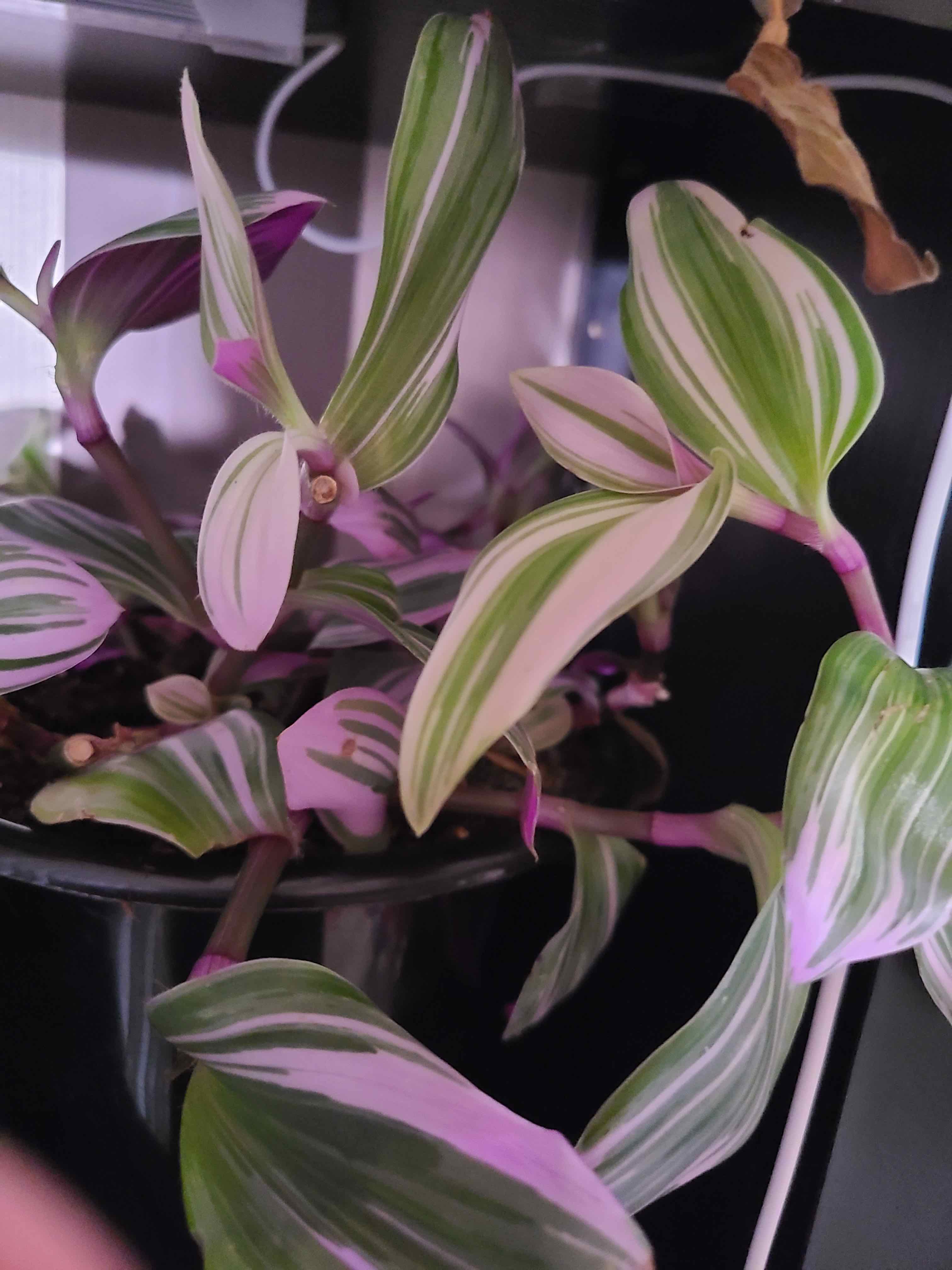 How to Propagate Your Tradescantia Nanouk
