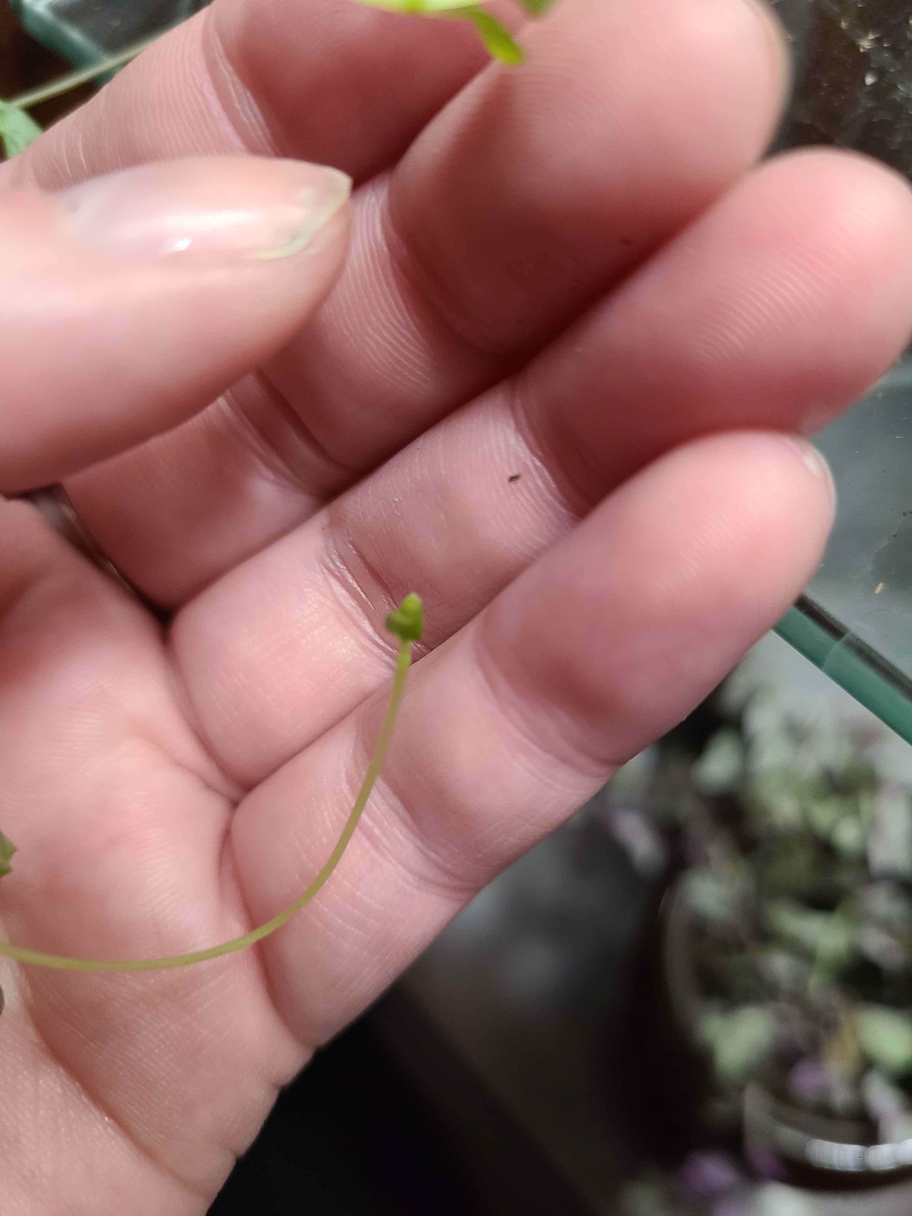 Propagating String of Spades: The Ultimate Guide