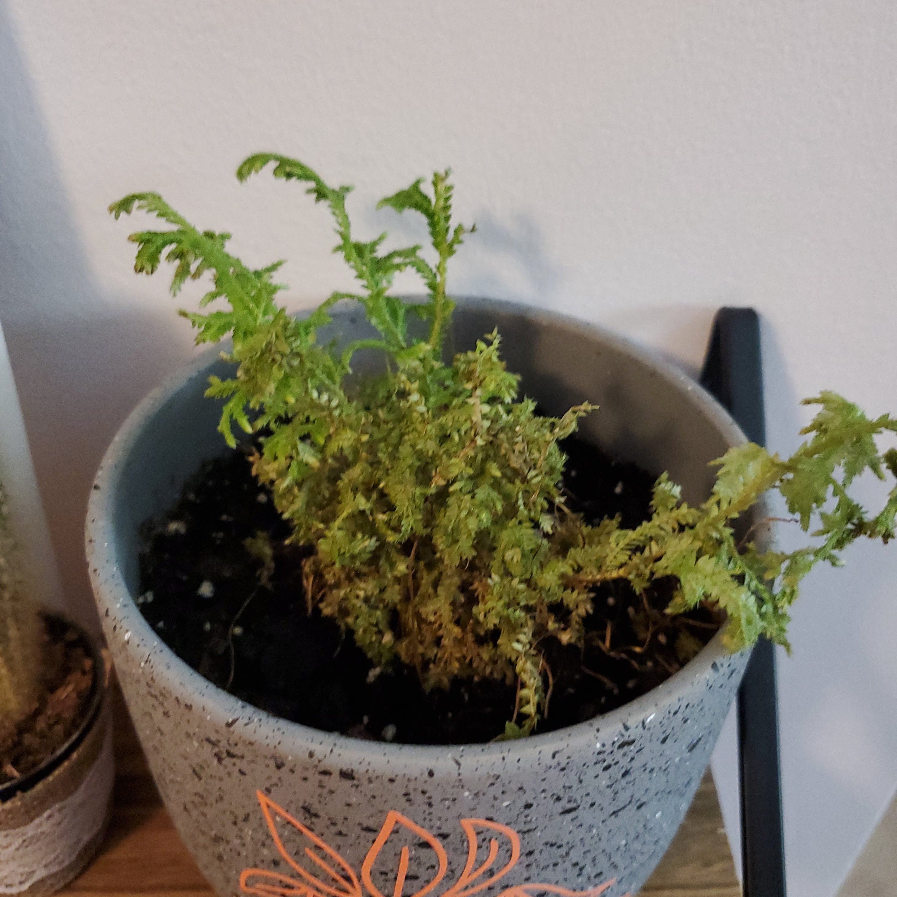 The Complete Club Moss Plant Care Guide: Water, Light & Beyond