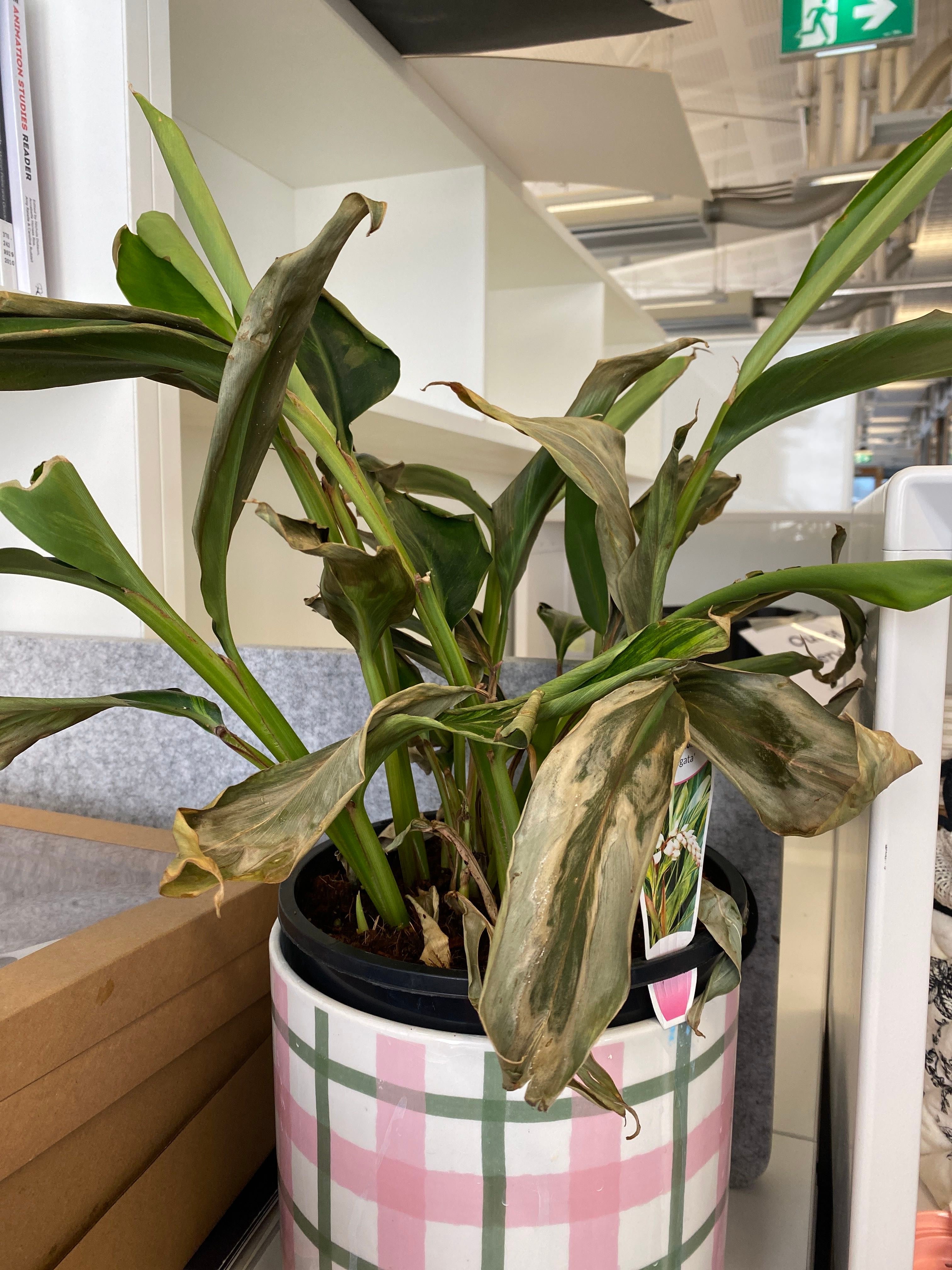 How Should Variegated Shell Ginger Be Cut Back?