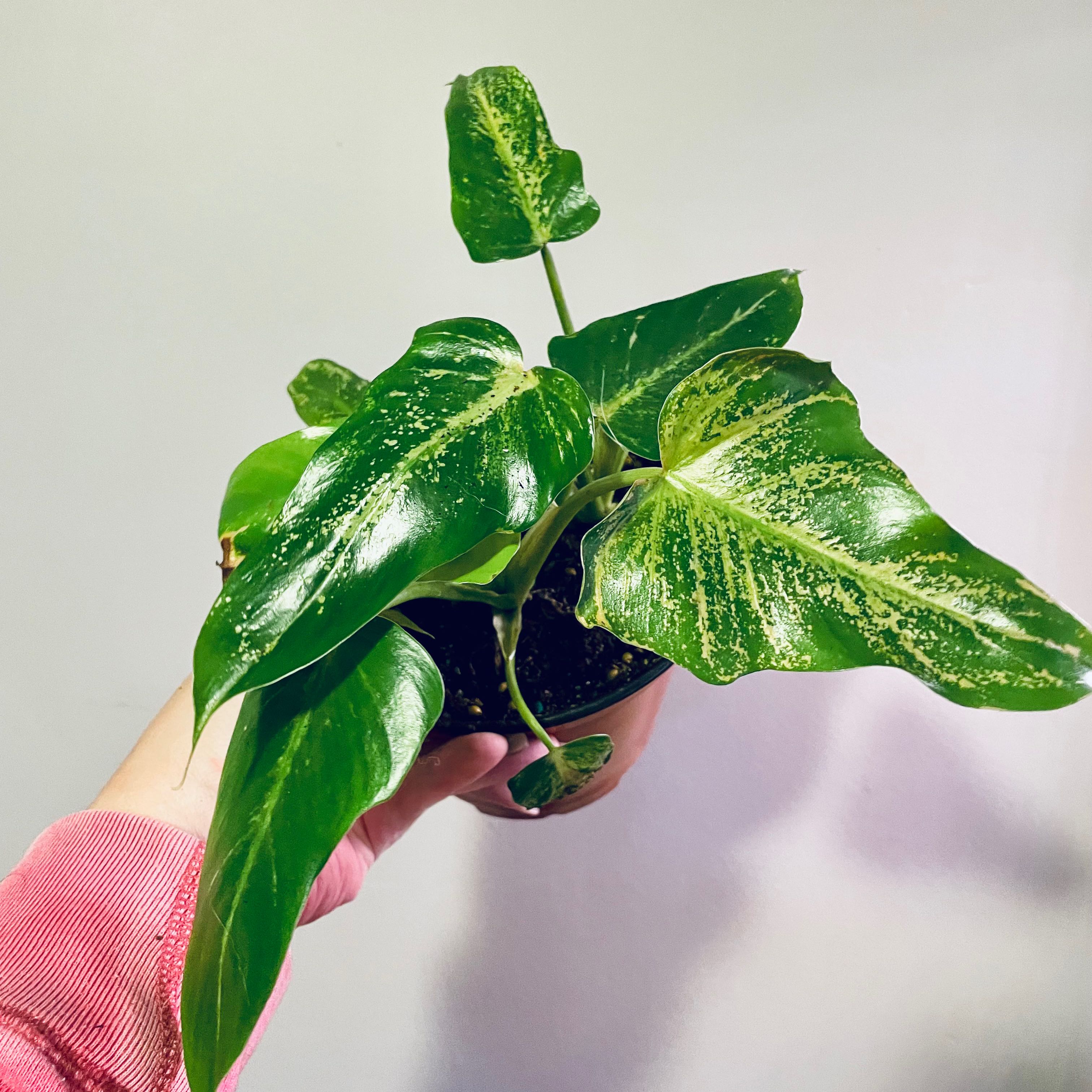 Black Spots on My Golden Dragon Philodendron Leaves