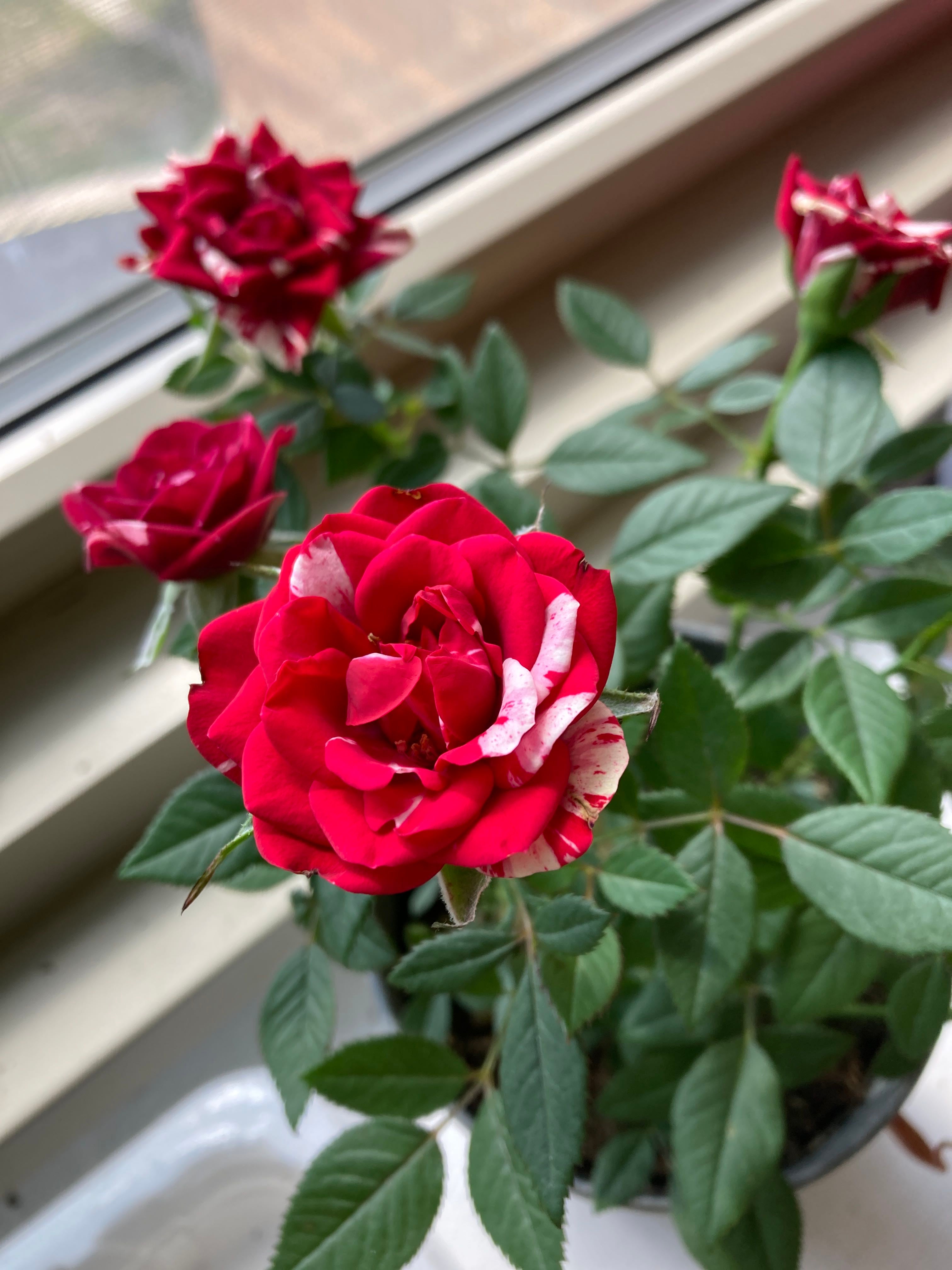 Miniature Rose Plant Care: Water, Light, Nutrients | Greg App 🌱