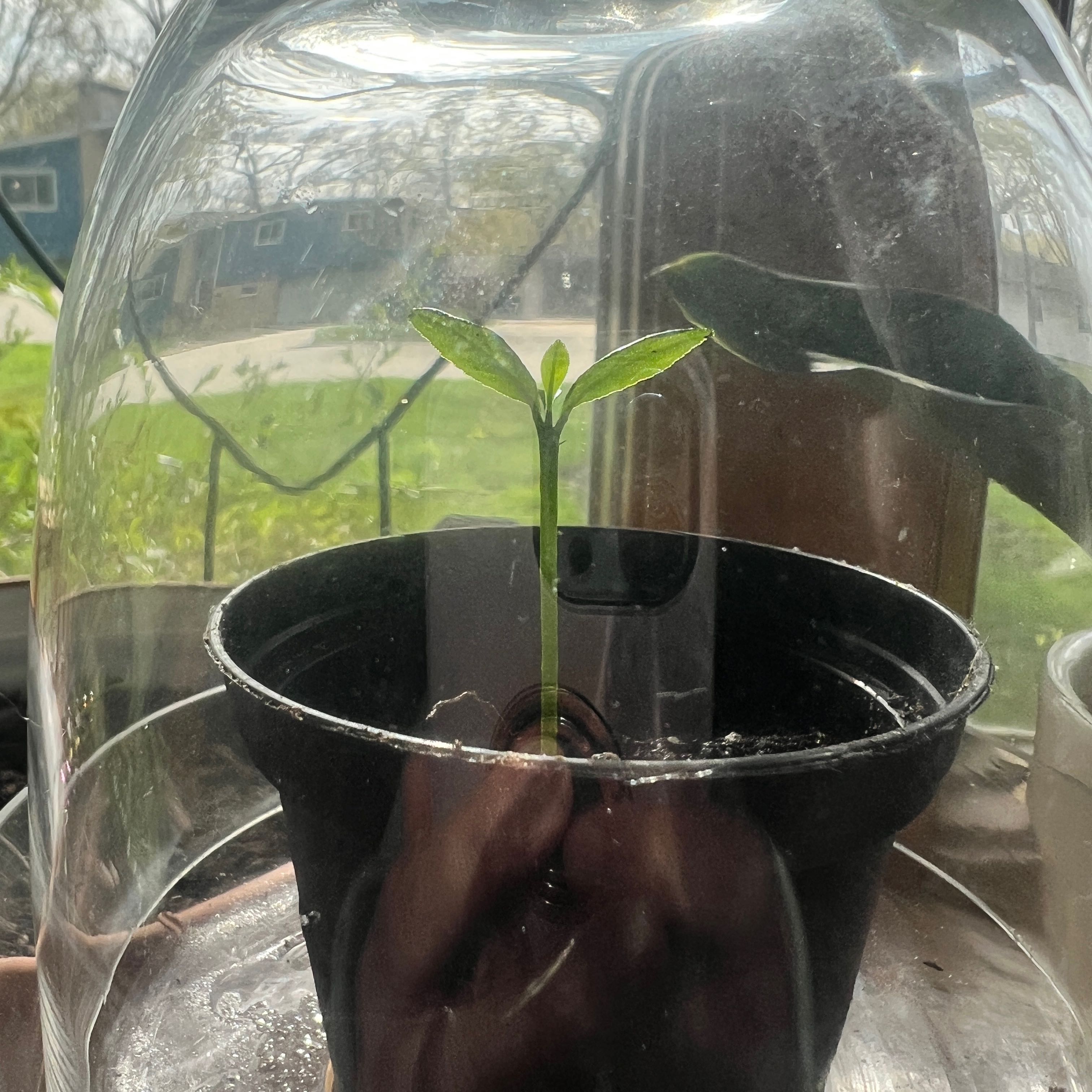 🍋 What Temperature Should My Lemon Tree Be Kept At?