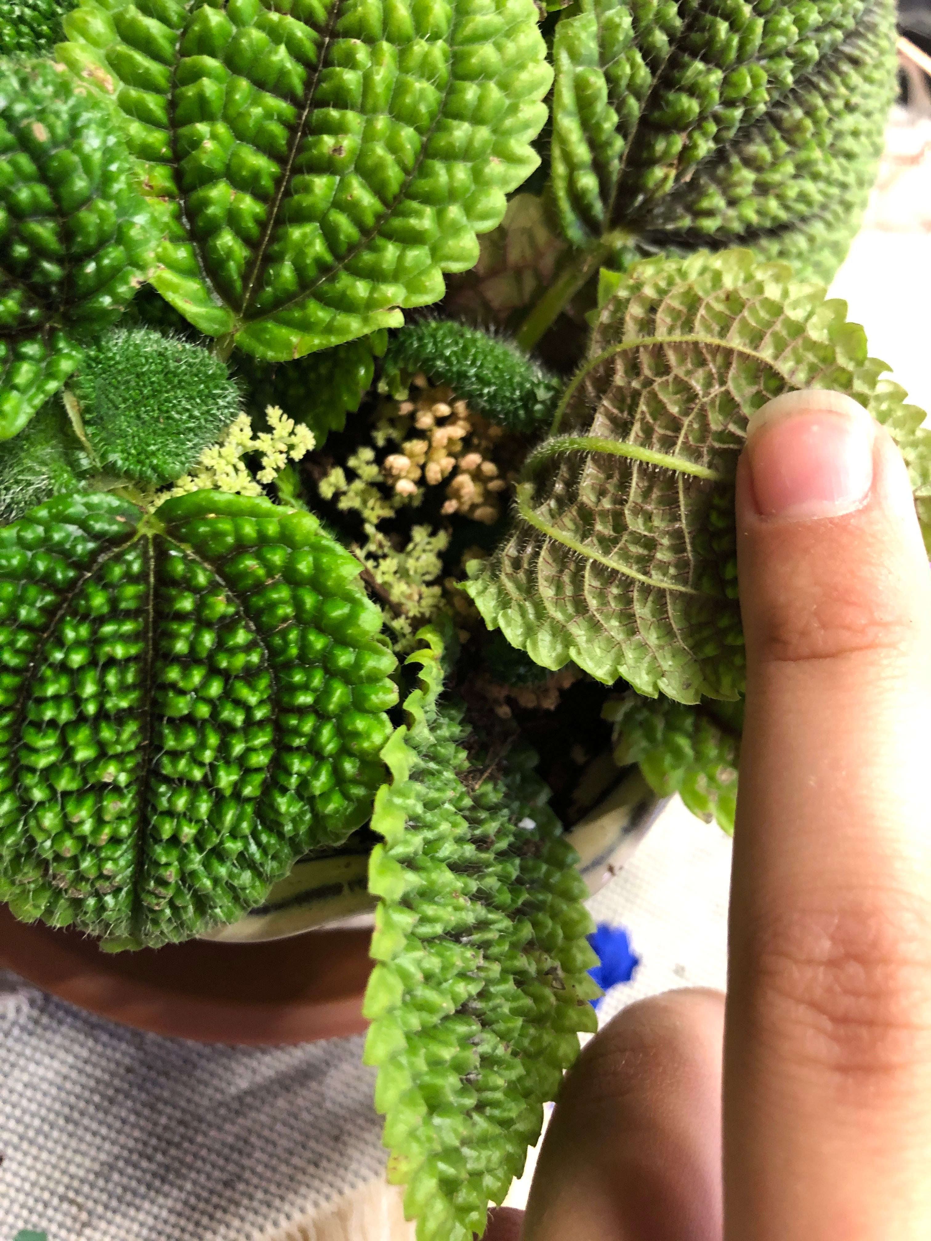 Pilea mollis Care 101: Water, Light & Growing Tips