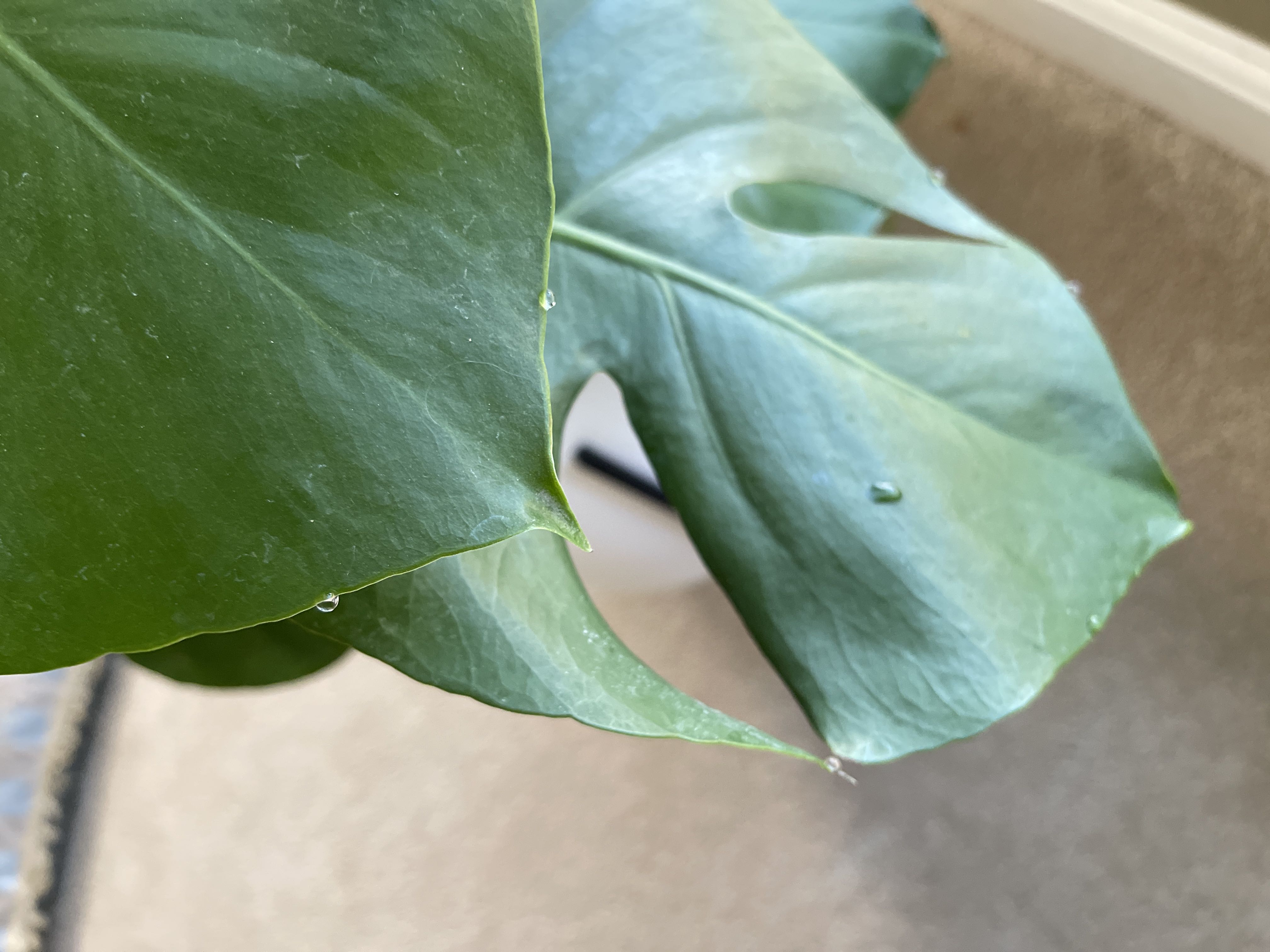 Weird guttation in my Monstera!