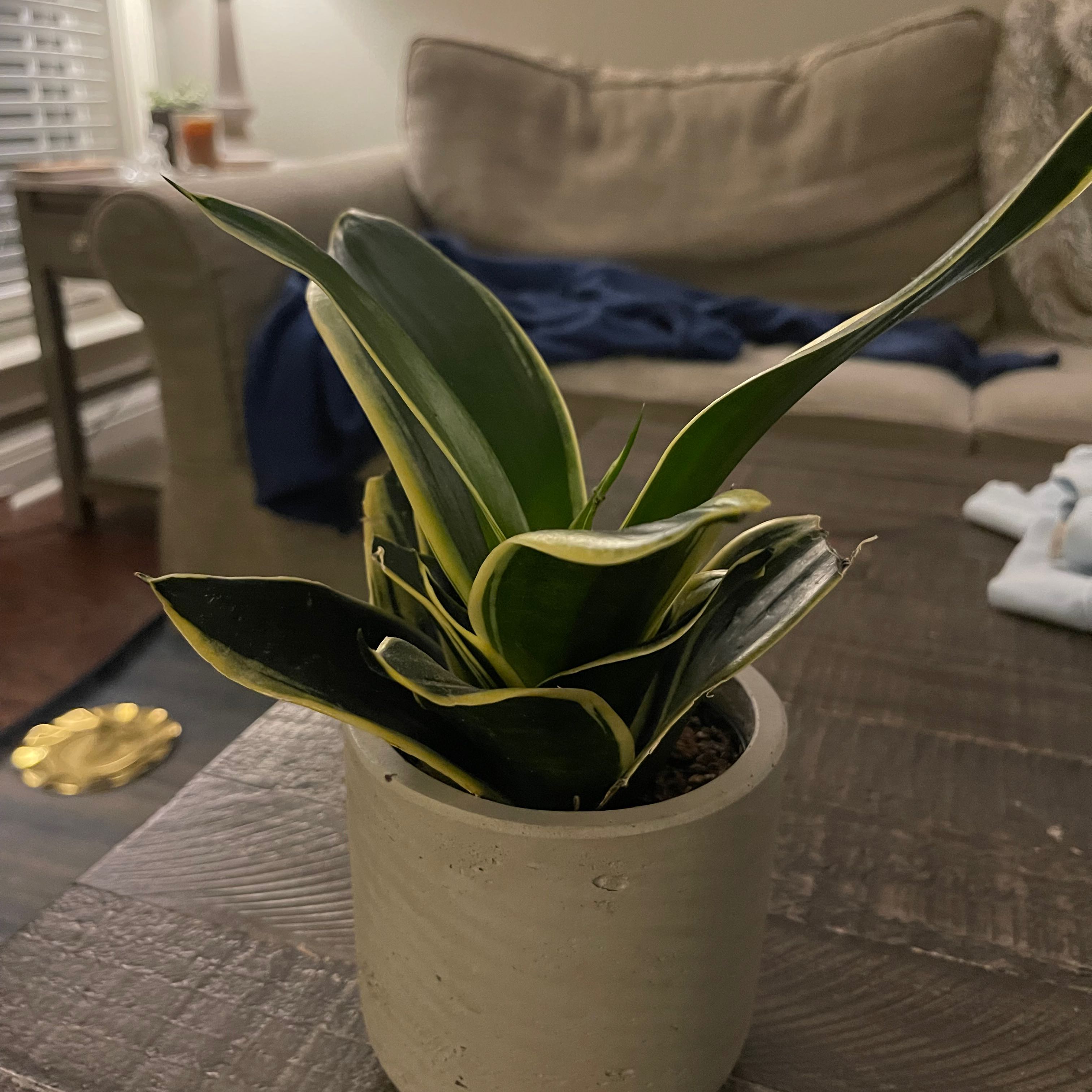 🐛 What To Do About Bugs on My Black Star Snake Plant?