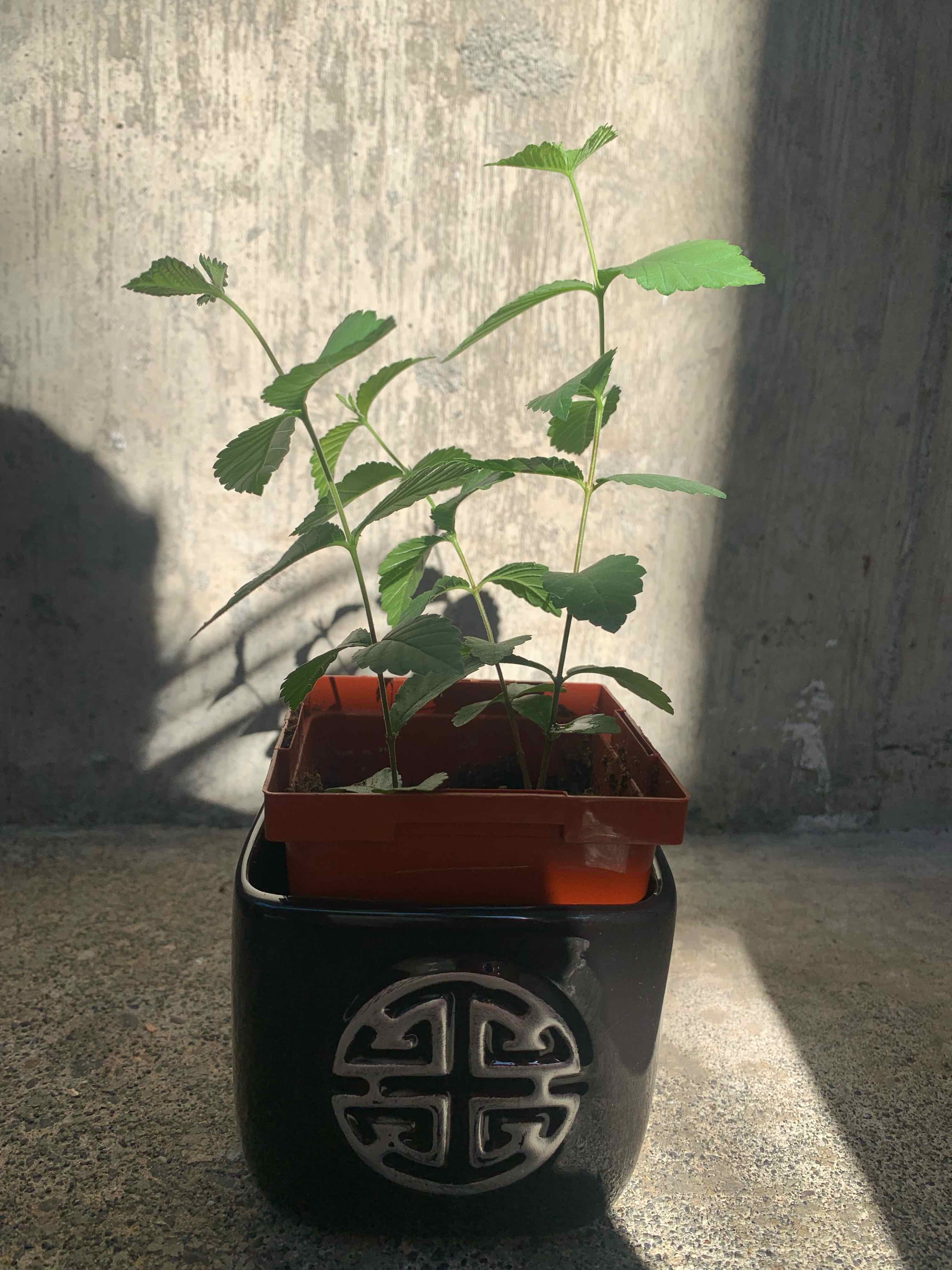 Propagating Mexican Mint: Step-by-Step Guide