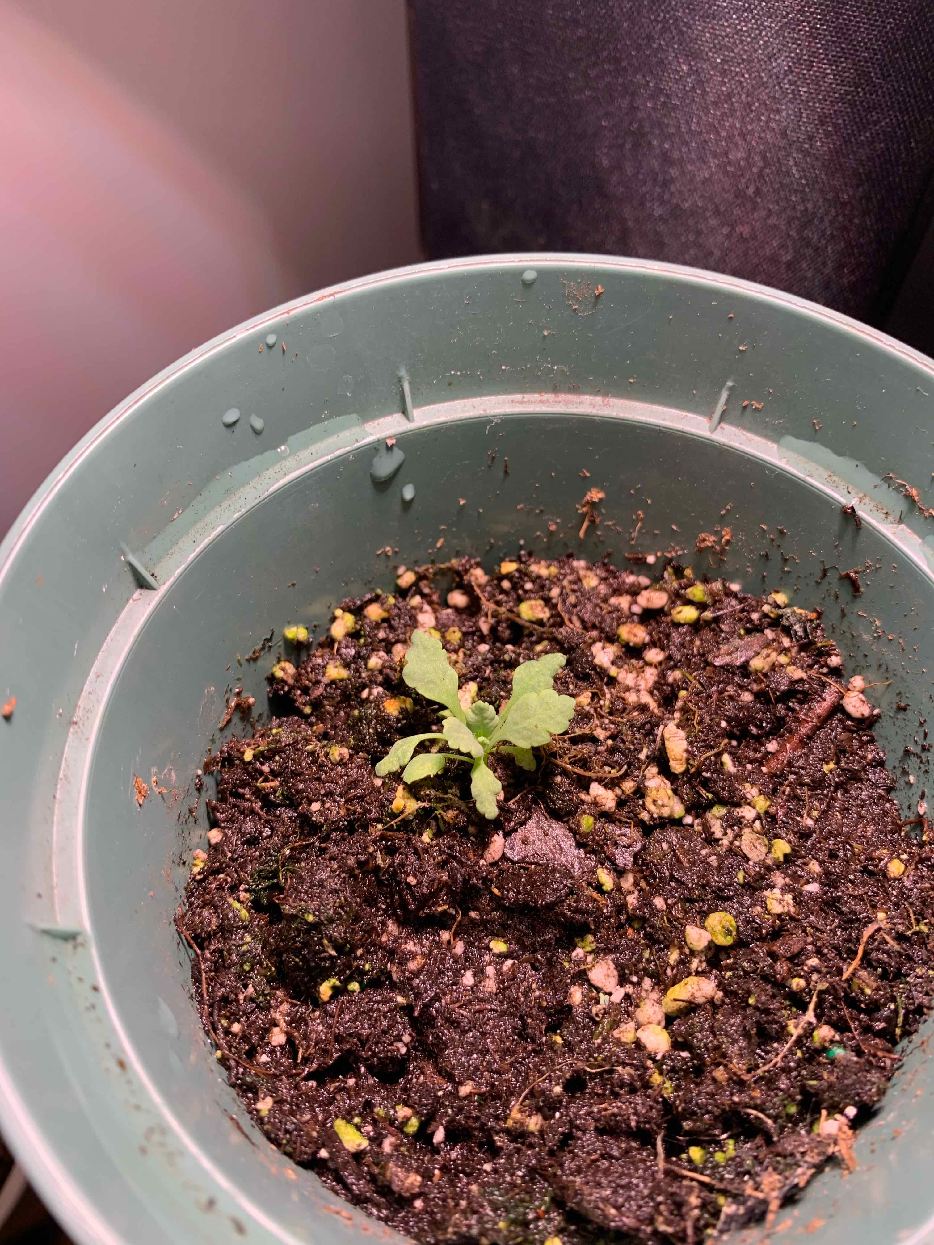 Why Are My Common Poppy Leaves Droopy? 💧