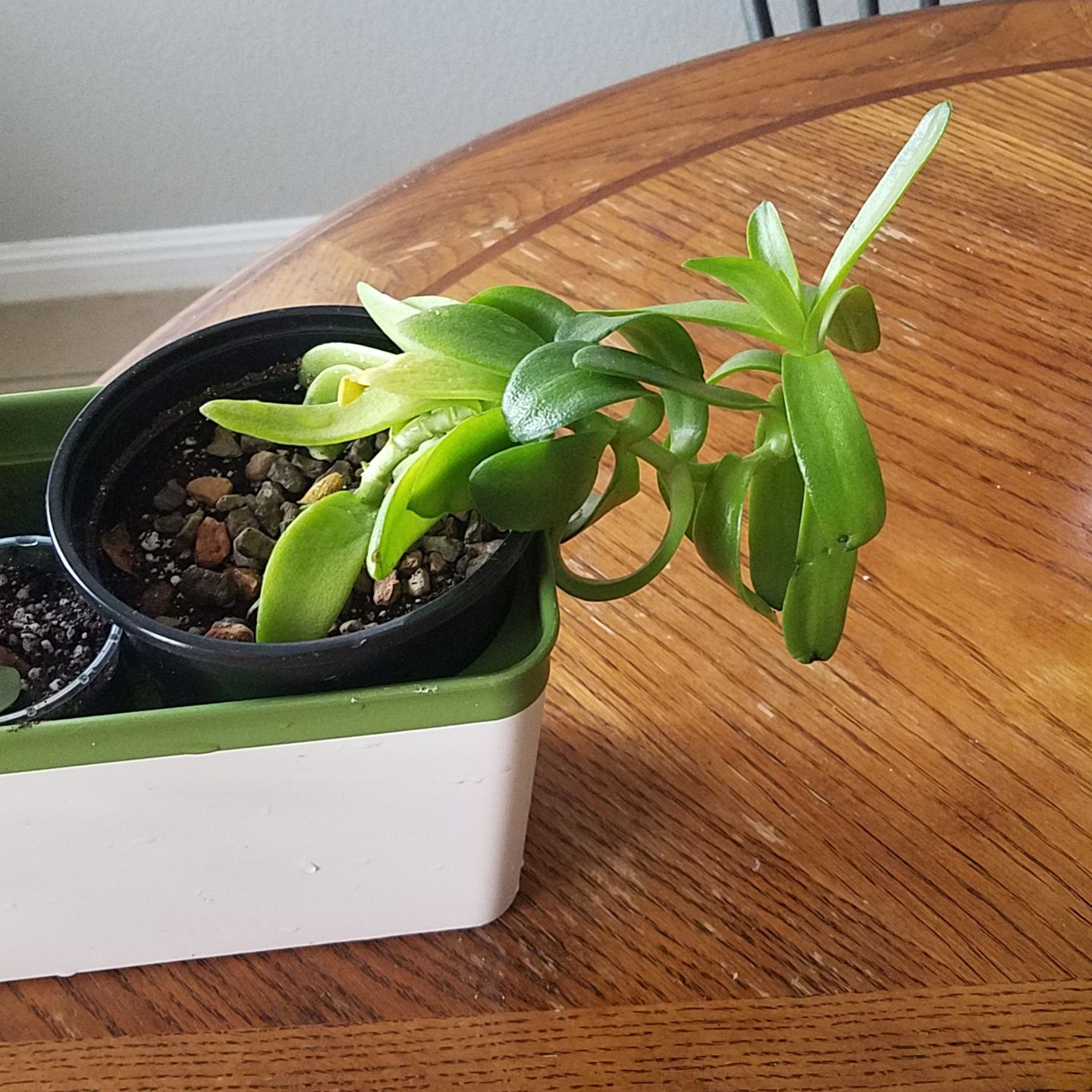 🔥 10 Advantages of Having a Campfire Crassula