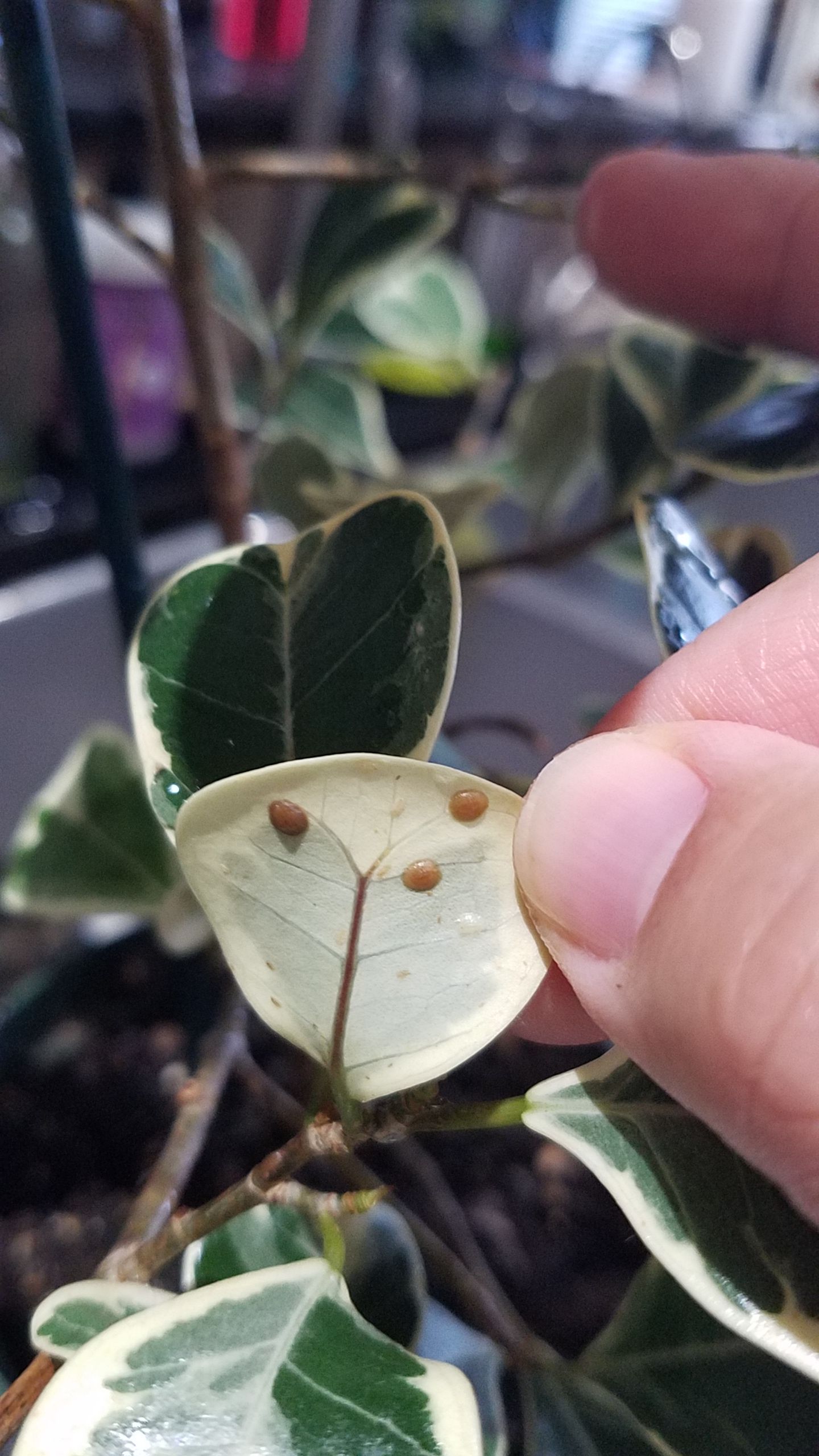 The Complete Ficus triangularis 'Variegata' Plant Care Guide: Water ...