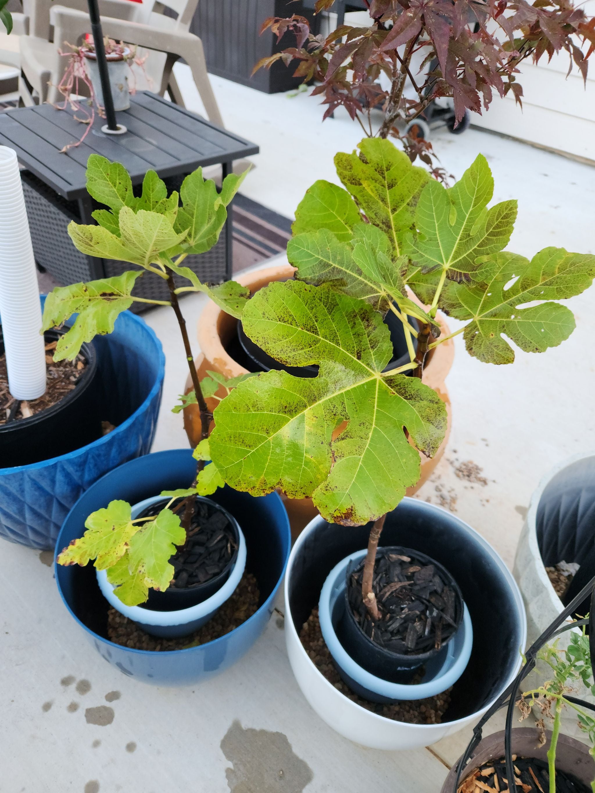 How to Care for Panache Fig: Mastering Water, Sunlight & More