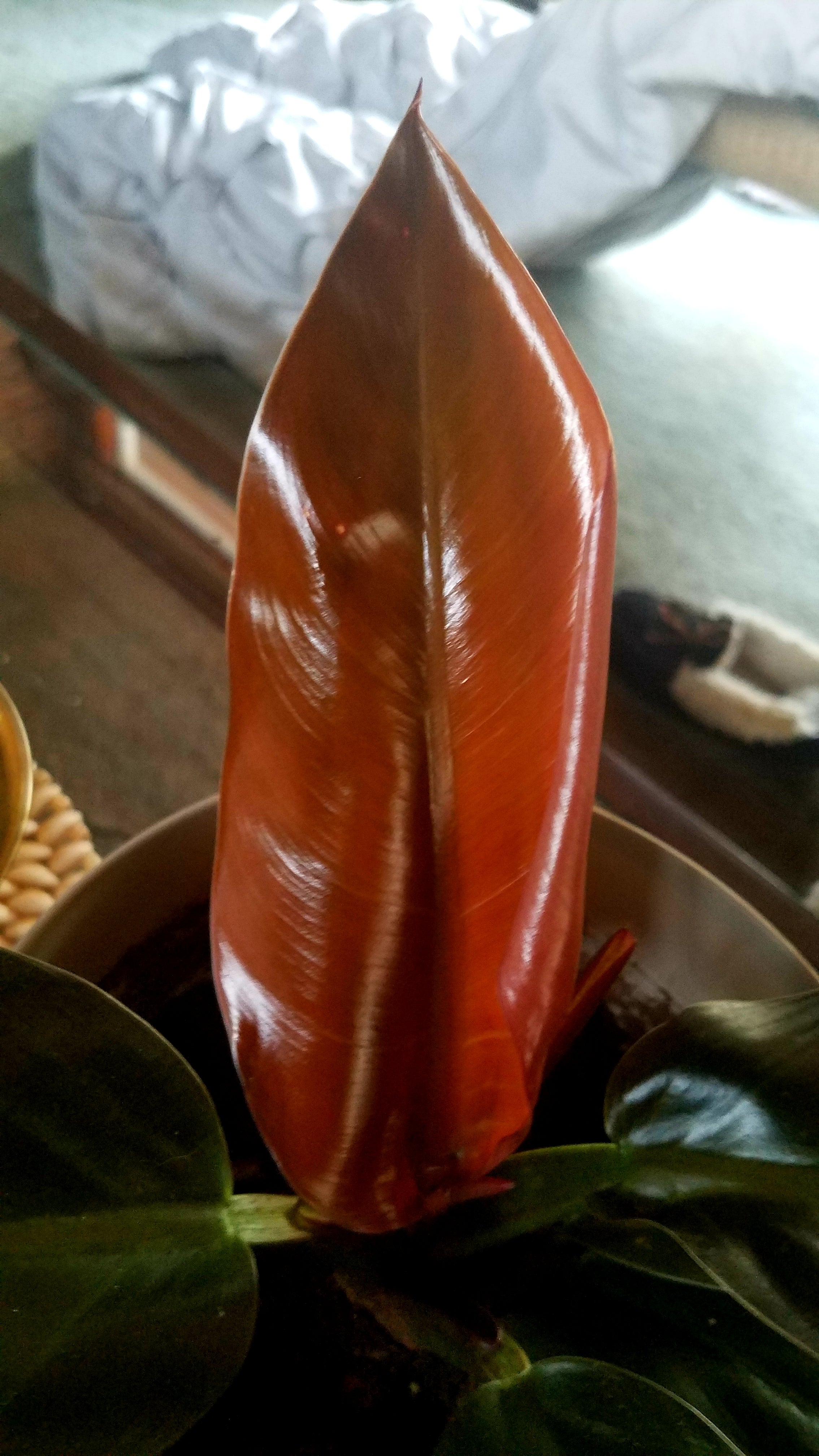 The Complete Philodendron 'Red Congo' Plant Care Guide: Water, Light ...