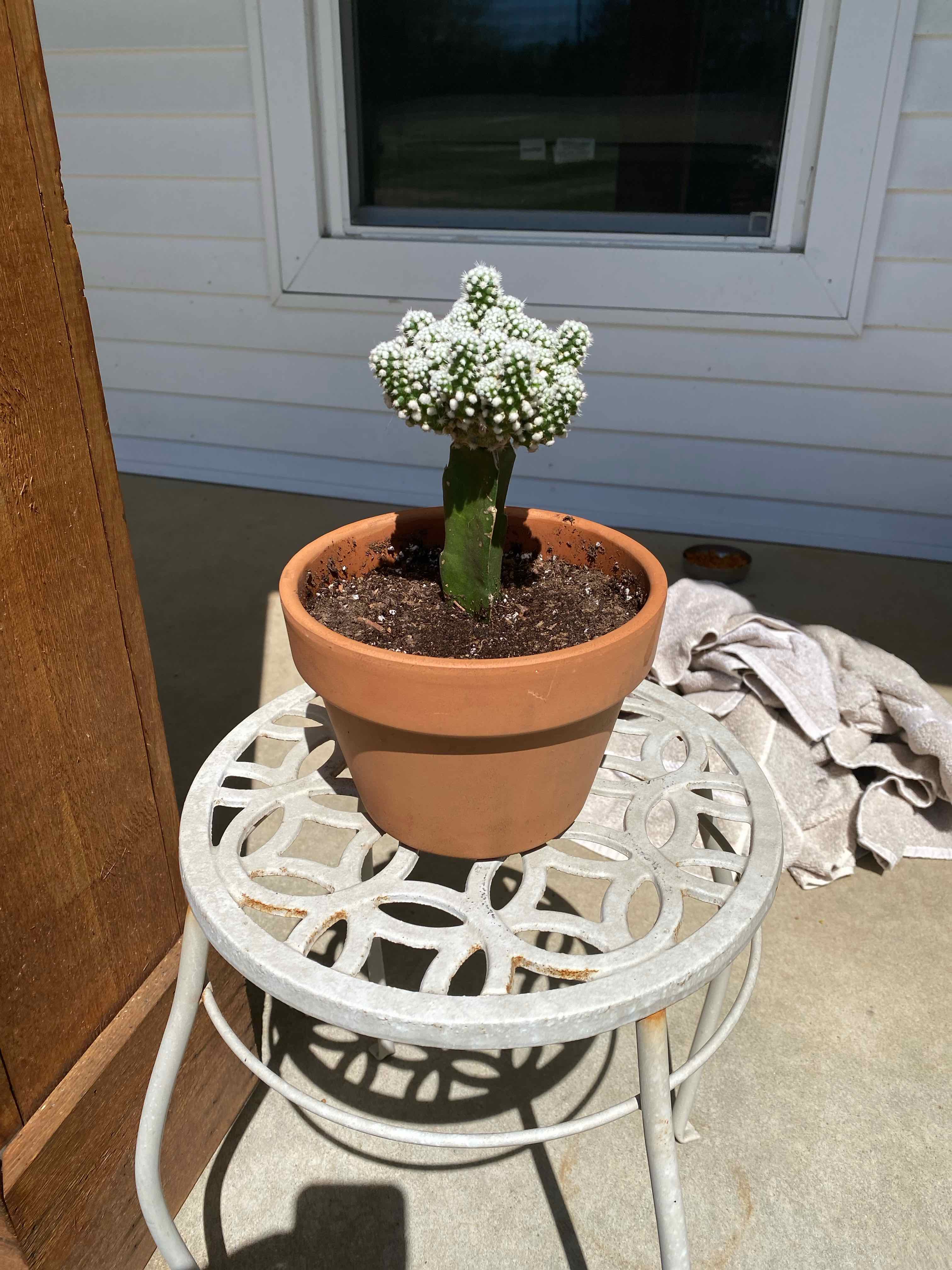 Mammillaria Gracilis cv Ortuga Plant Care: Water, Light, Nutrients ...