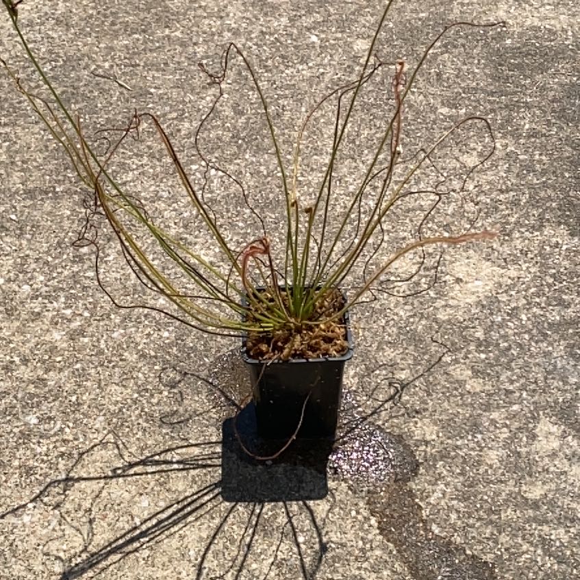 How to Care for Sundew: Mastering Water, Sunlight & More