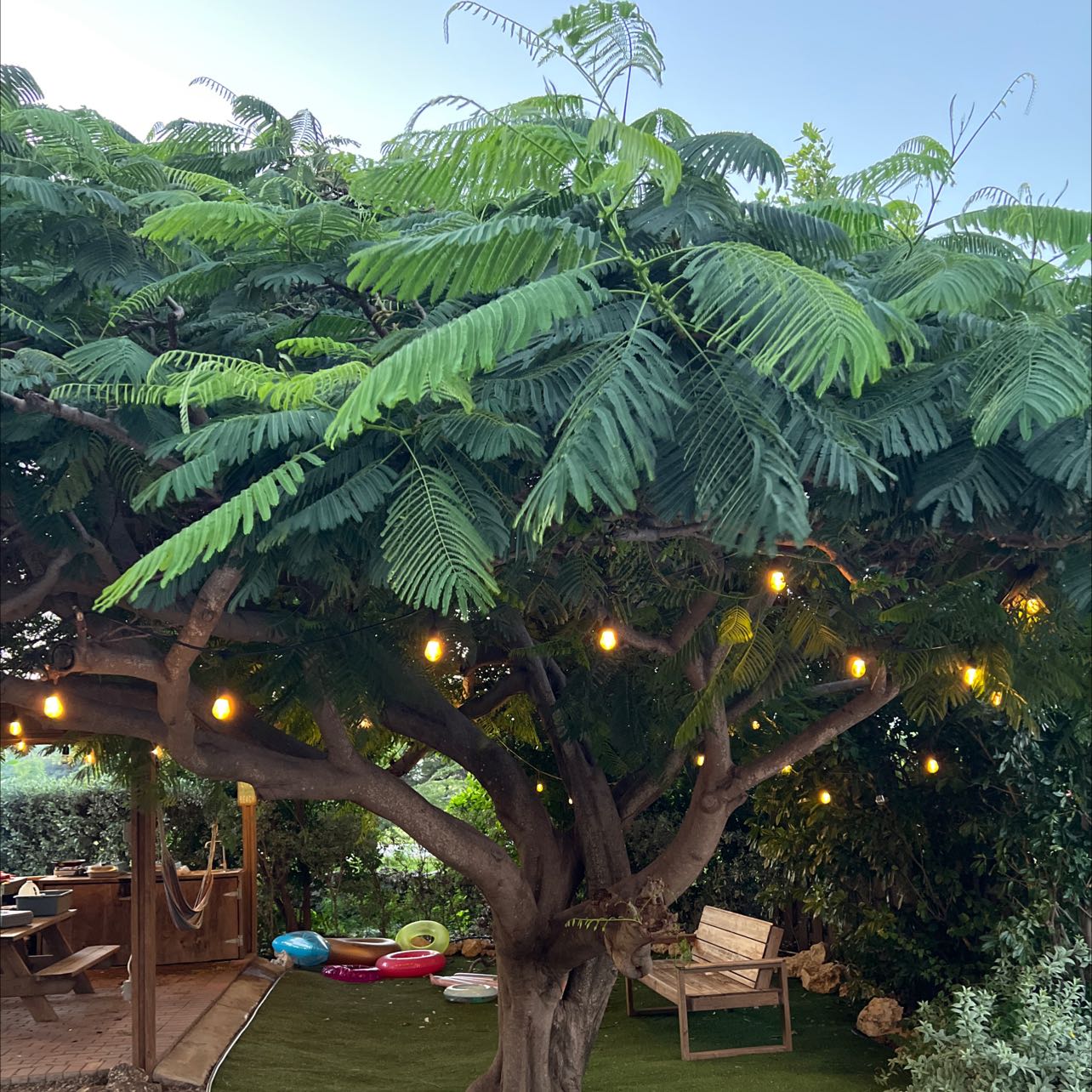 How Should Royal Poinciana Tree Be Cut Back?