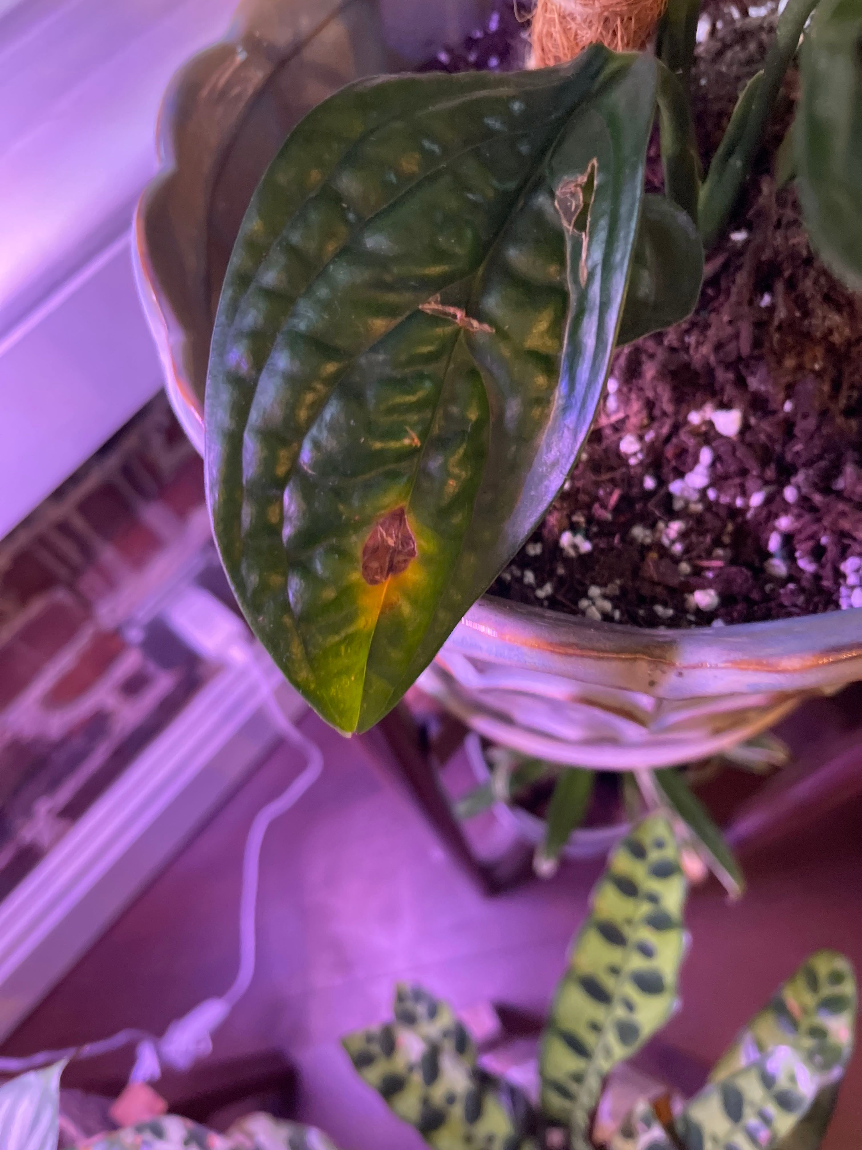 Spots on my Monstera Peru