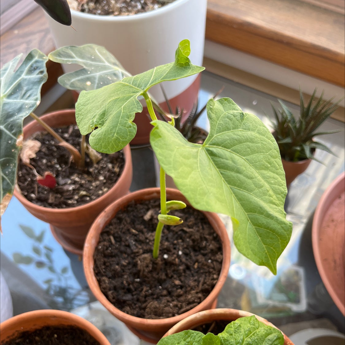 How Do I Cure common bean root rot?