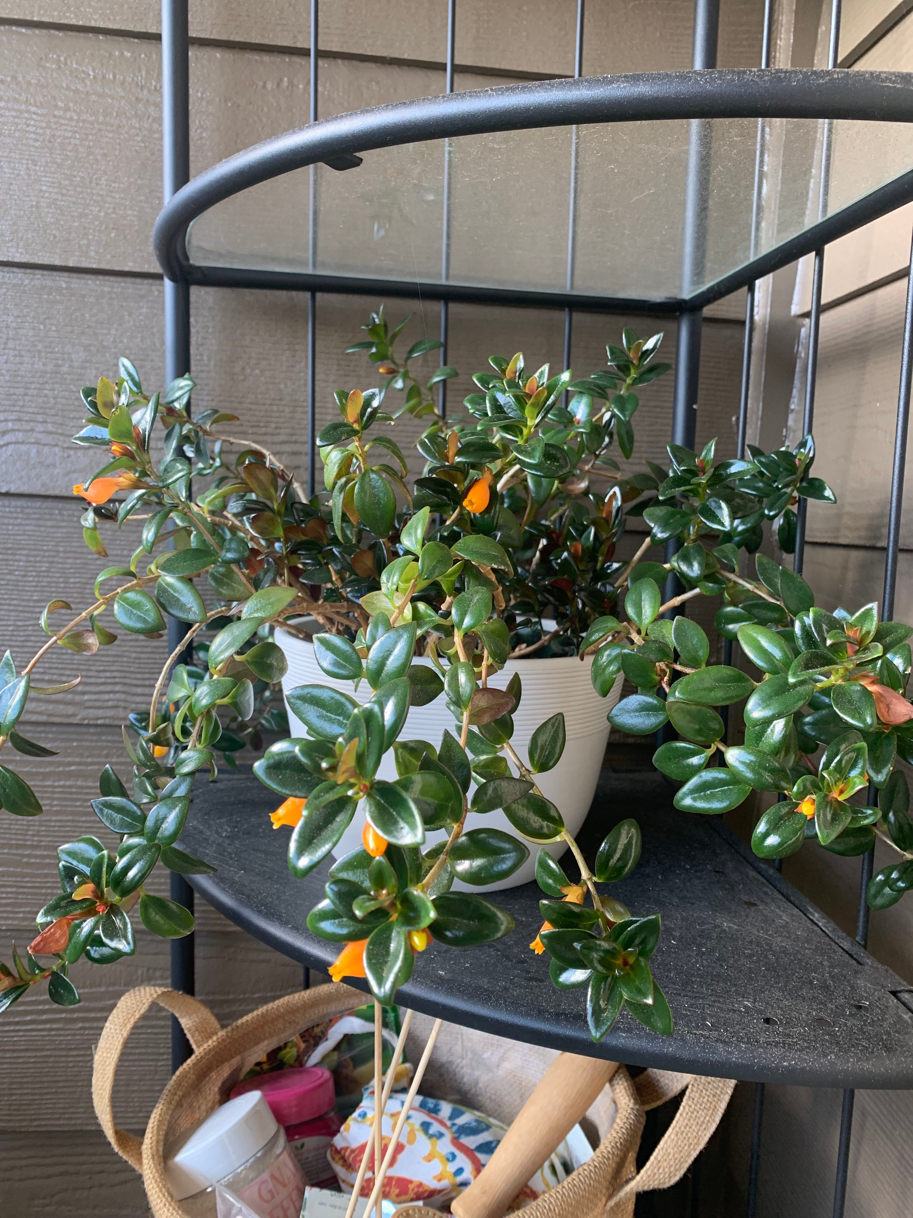 Lori the goldfish plant has bloomed!