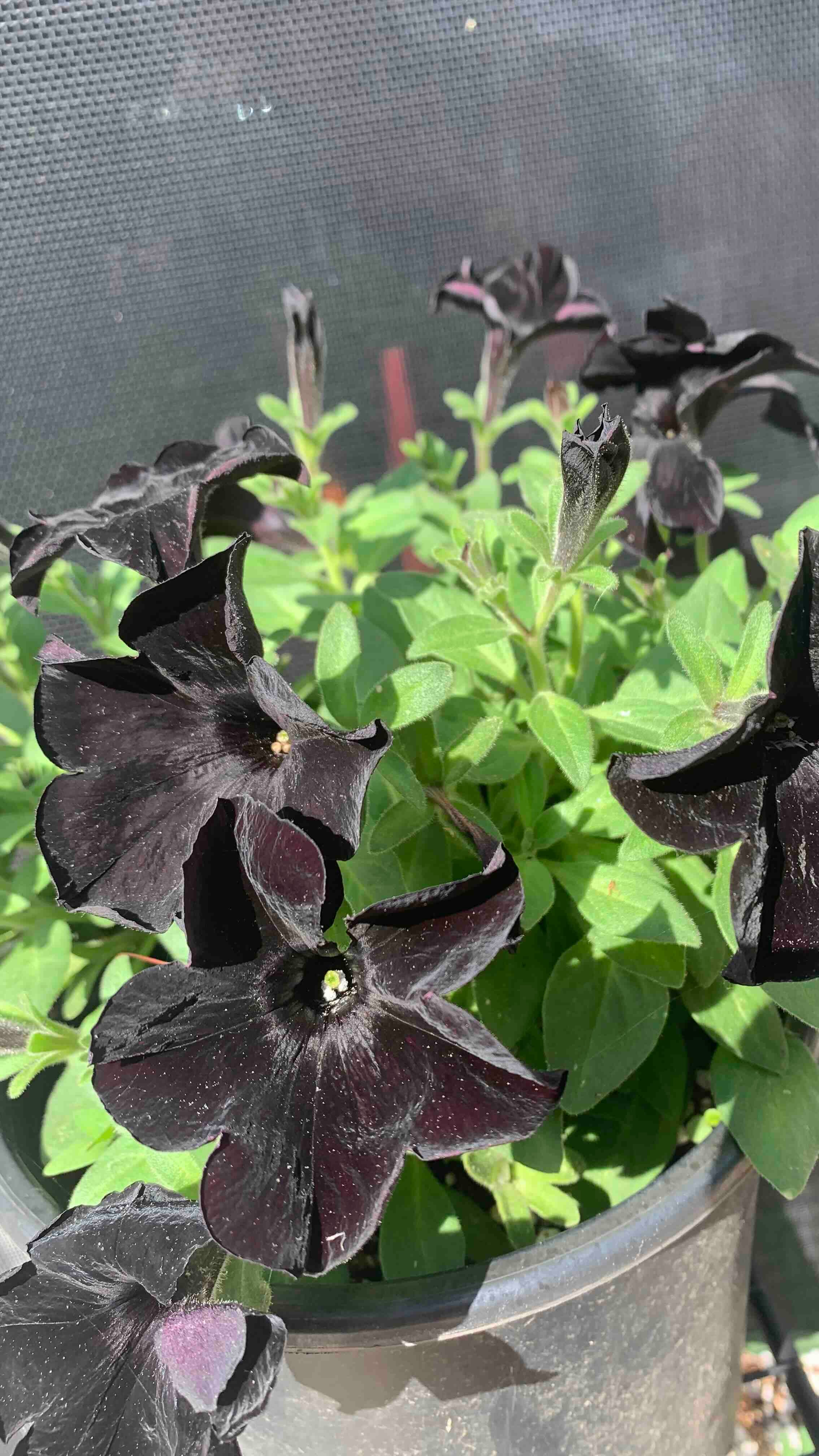 🌡 What Is A Good Temperature Range For My Petunia?