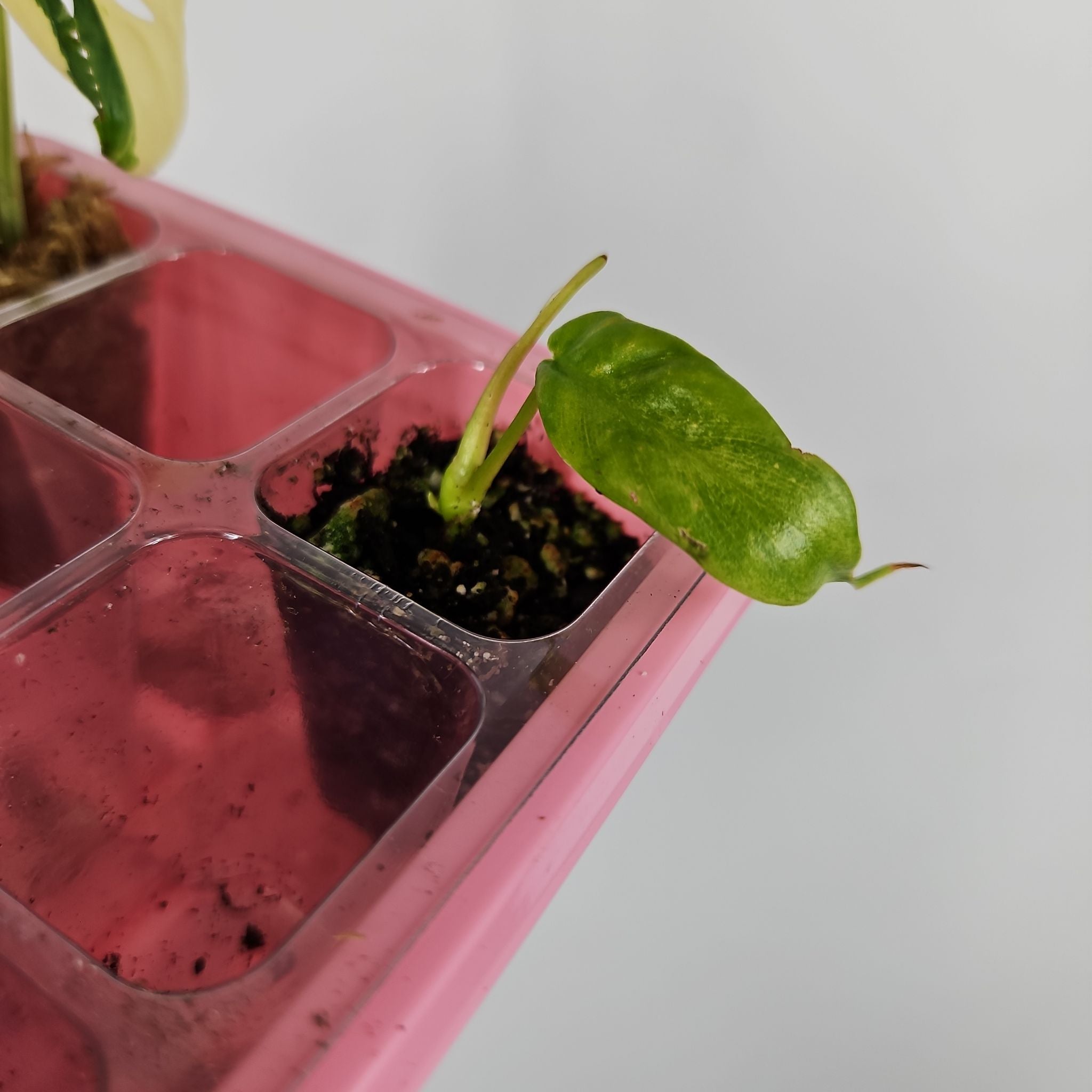 Propagating Philodendron 'Florida Ghost': The Ultimate Guide