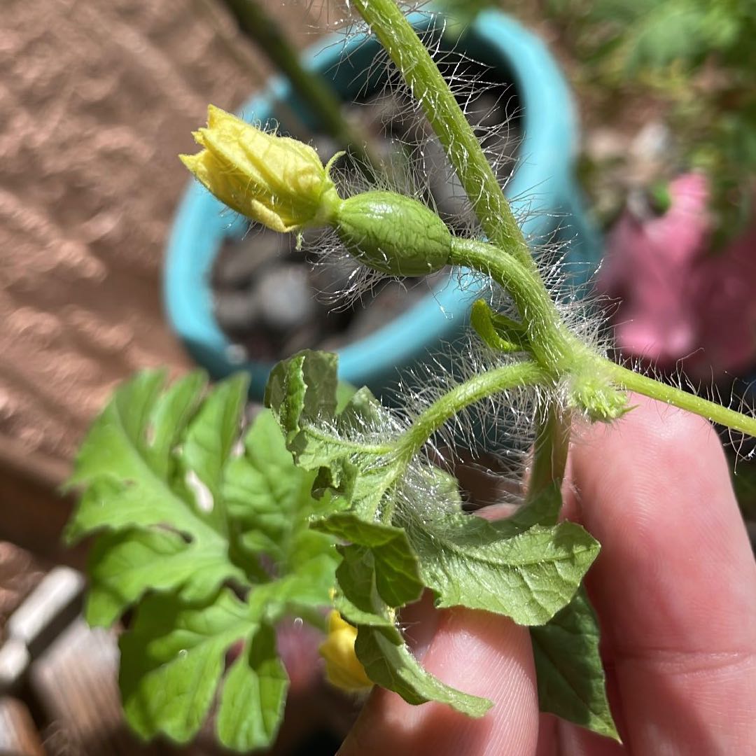 🍉 What Is A Good Temperature Range For My Watermelon?