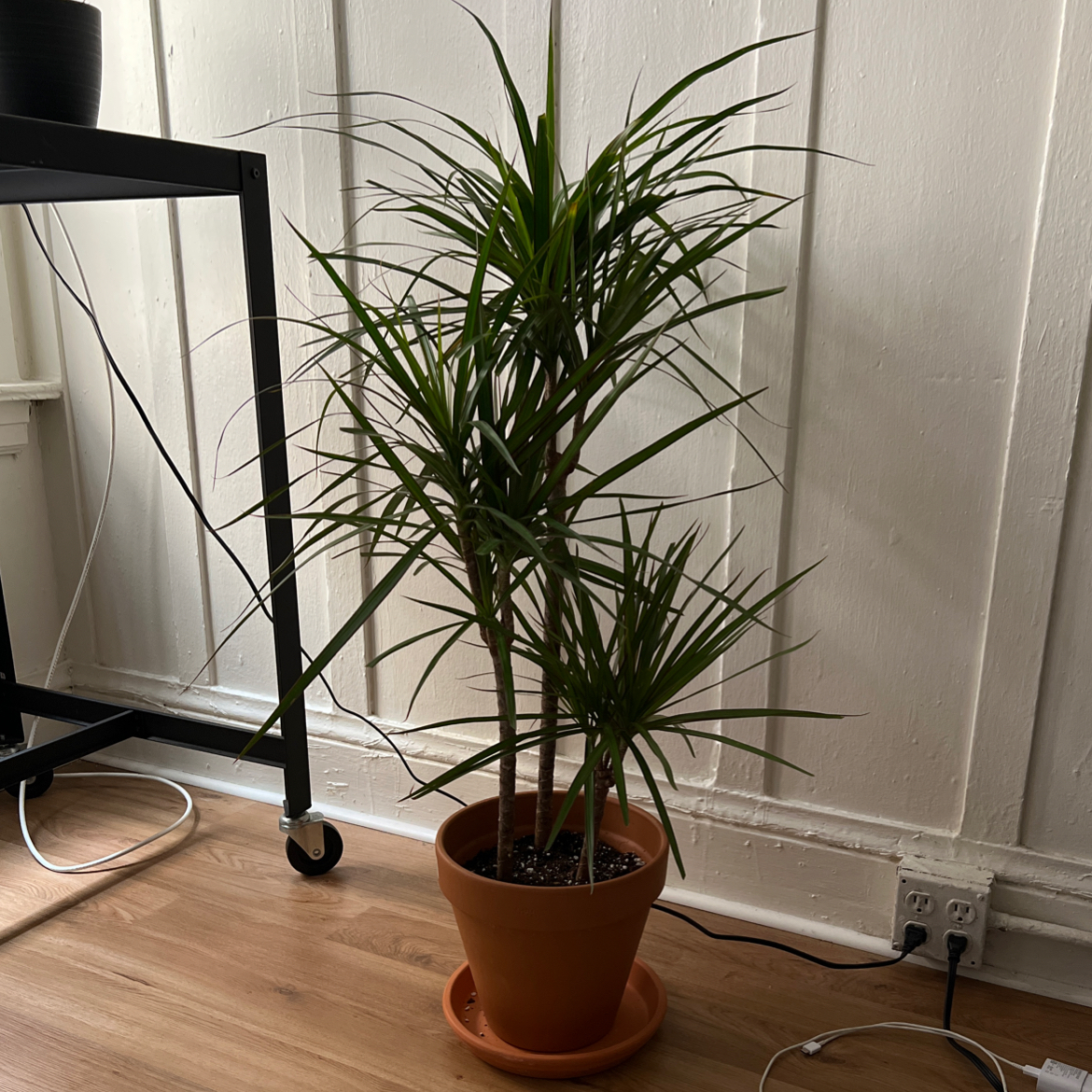 Best Soil for Open Weave Dragon Tree