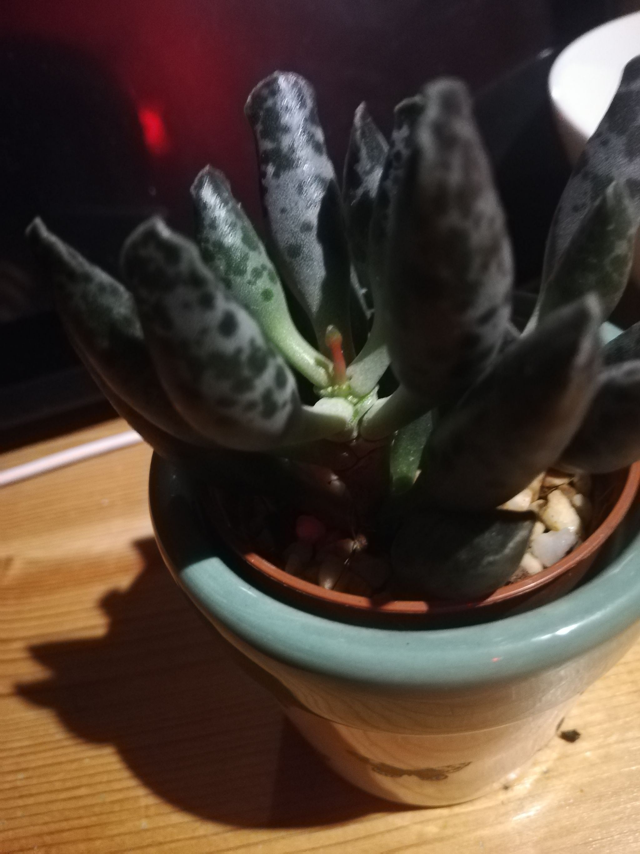 Calico Hearts Care 101: Water, Light & Growing Tips