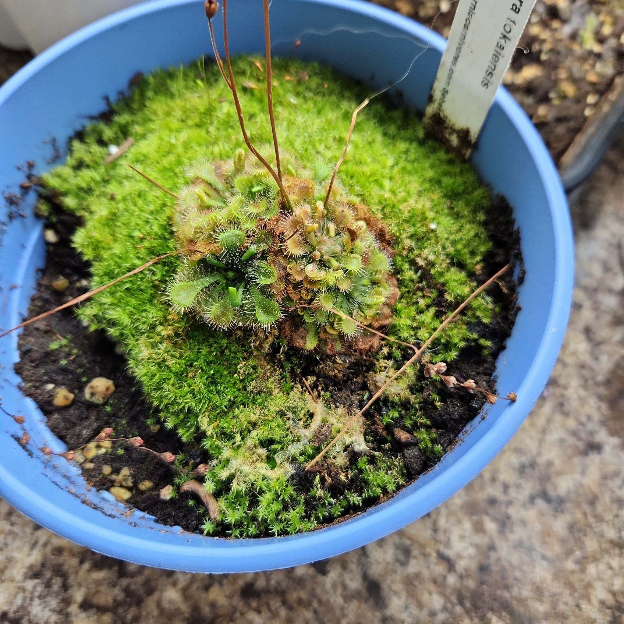 Best Potting Soil Mix for Roundleaf Sundew