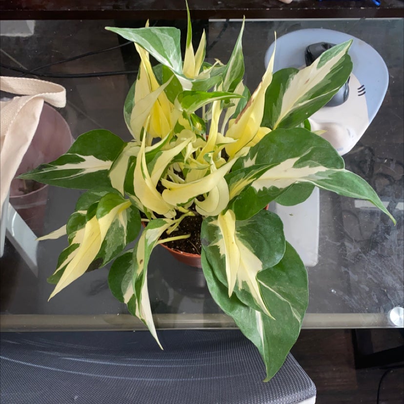 Personalized Mutant Manjula Pothos Care: Water, Light, Nutrients | Greg App