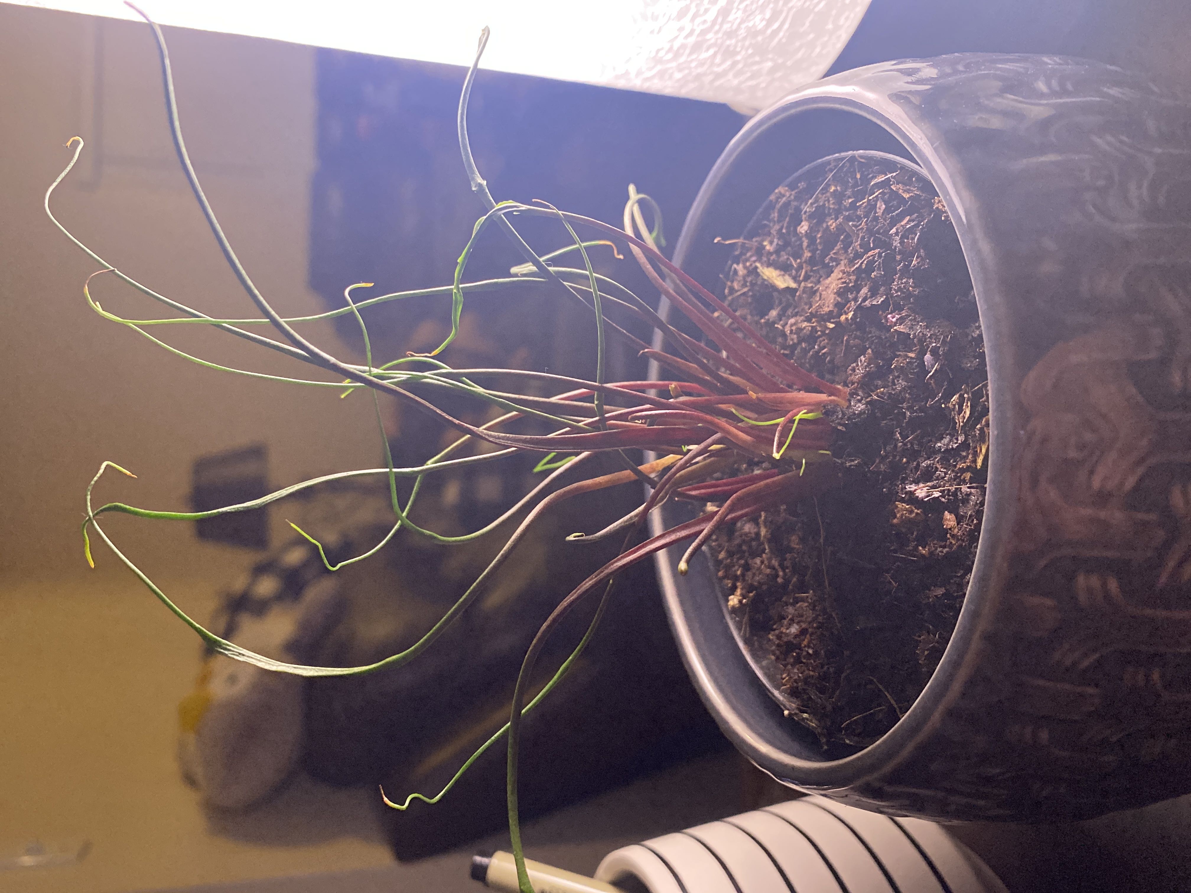 The Complete Flying Squid Plant Care Guide: Water, Light & Beyond