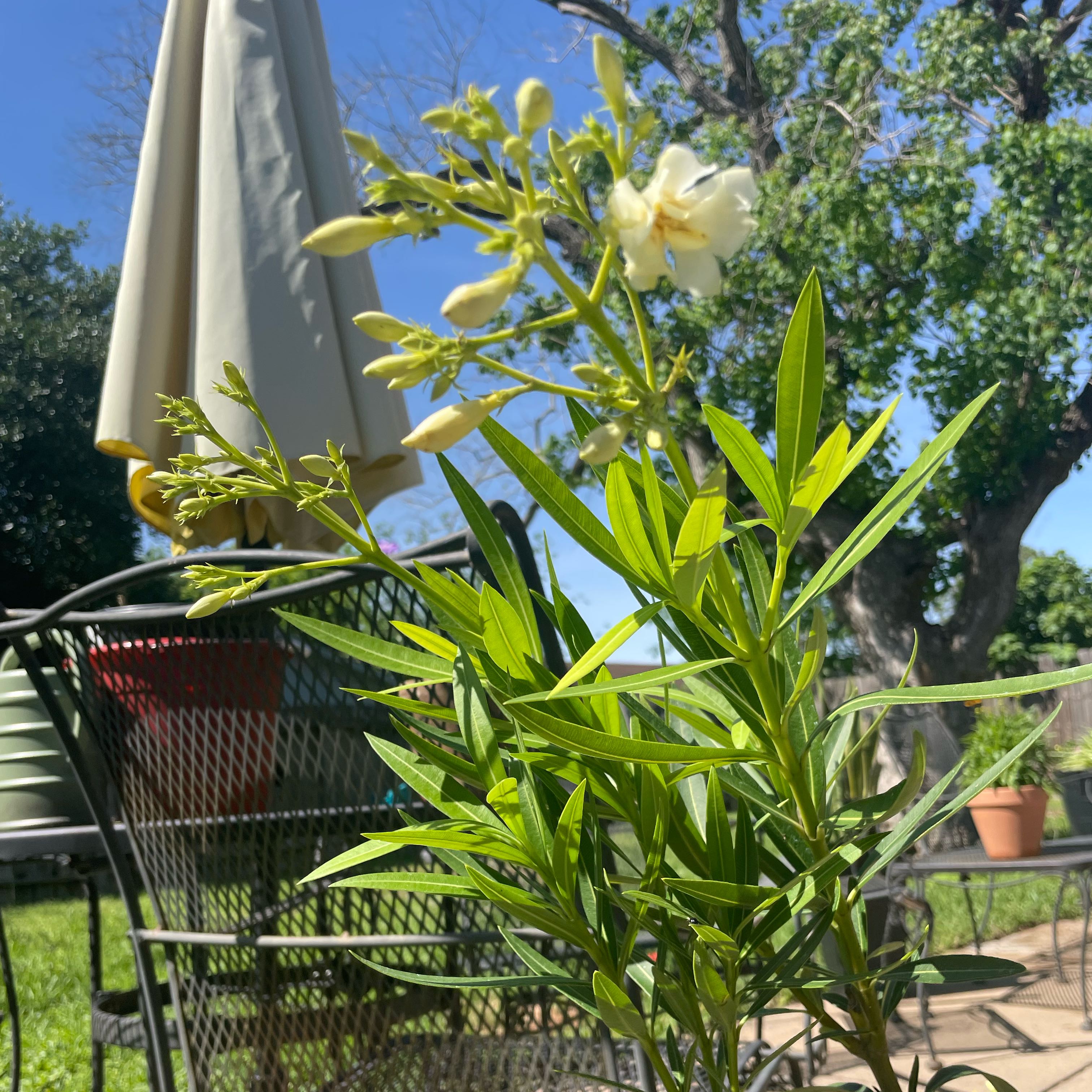 How Do I Propagate My Oleander?