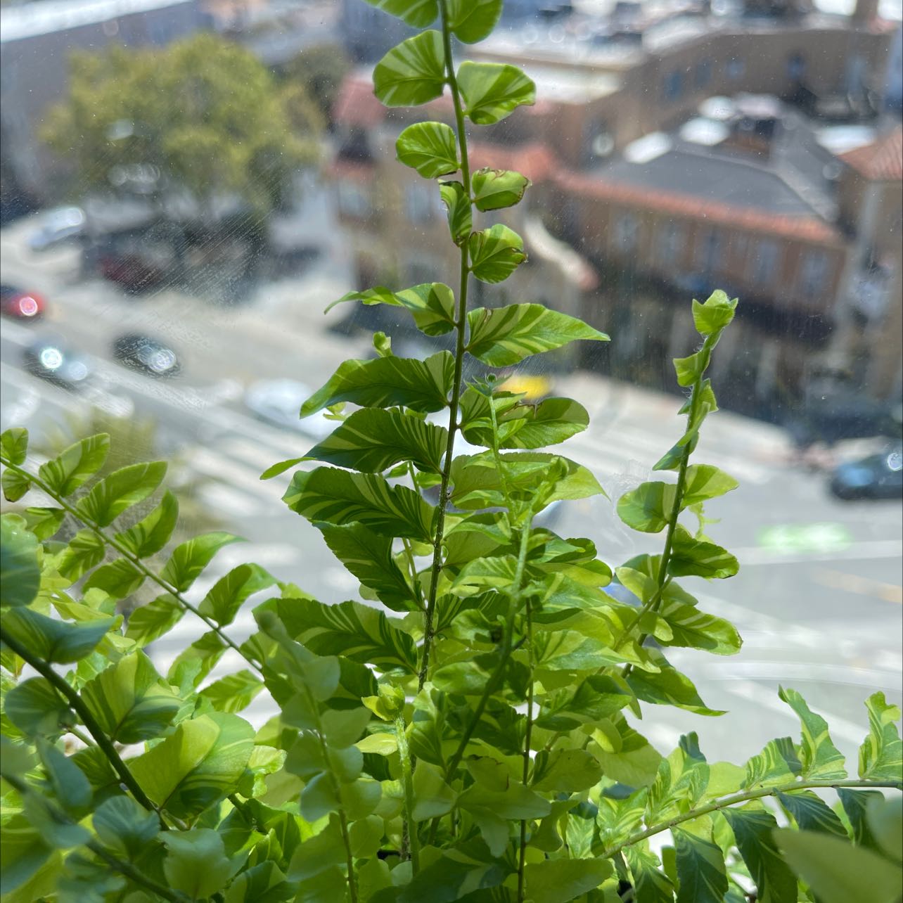 🐛 What To Do About Bugs on My Tiger Fern?