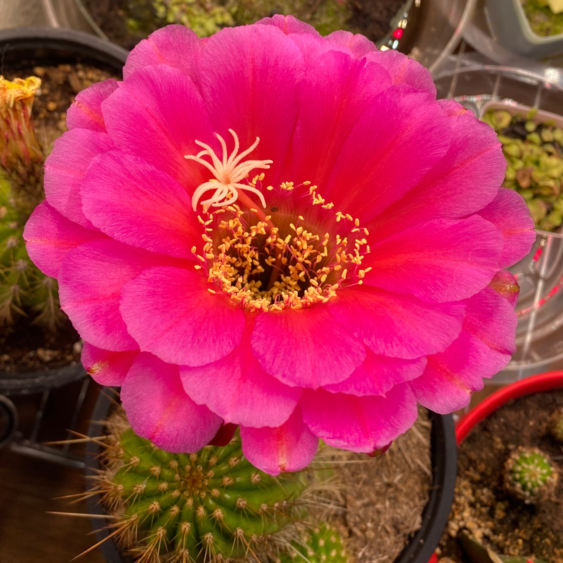 🌵 How to Get a Torch Cactus to Bloom