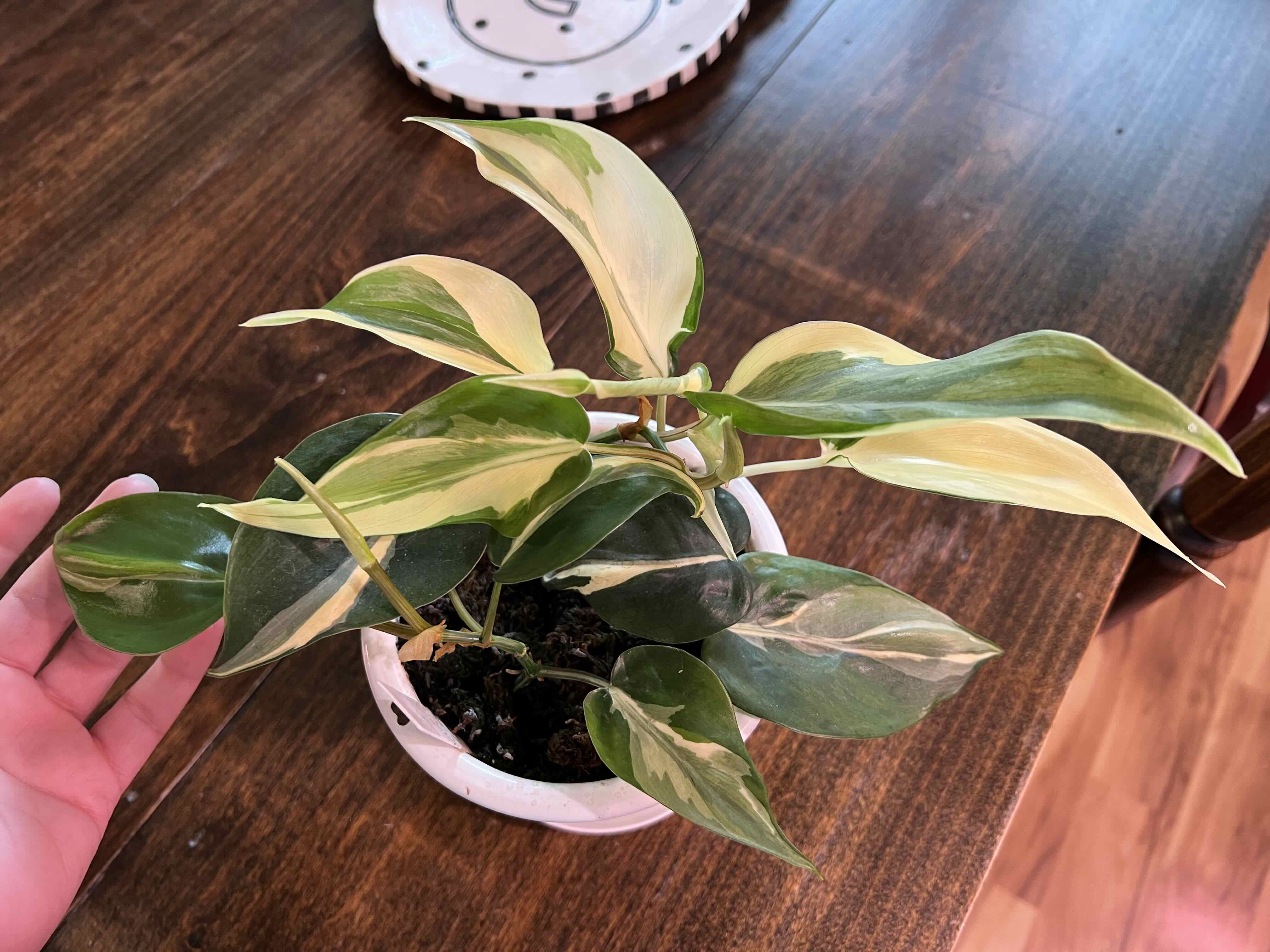 When and Where Should I Trim My Philodendron 'Rio'?