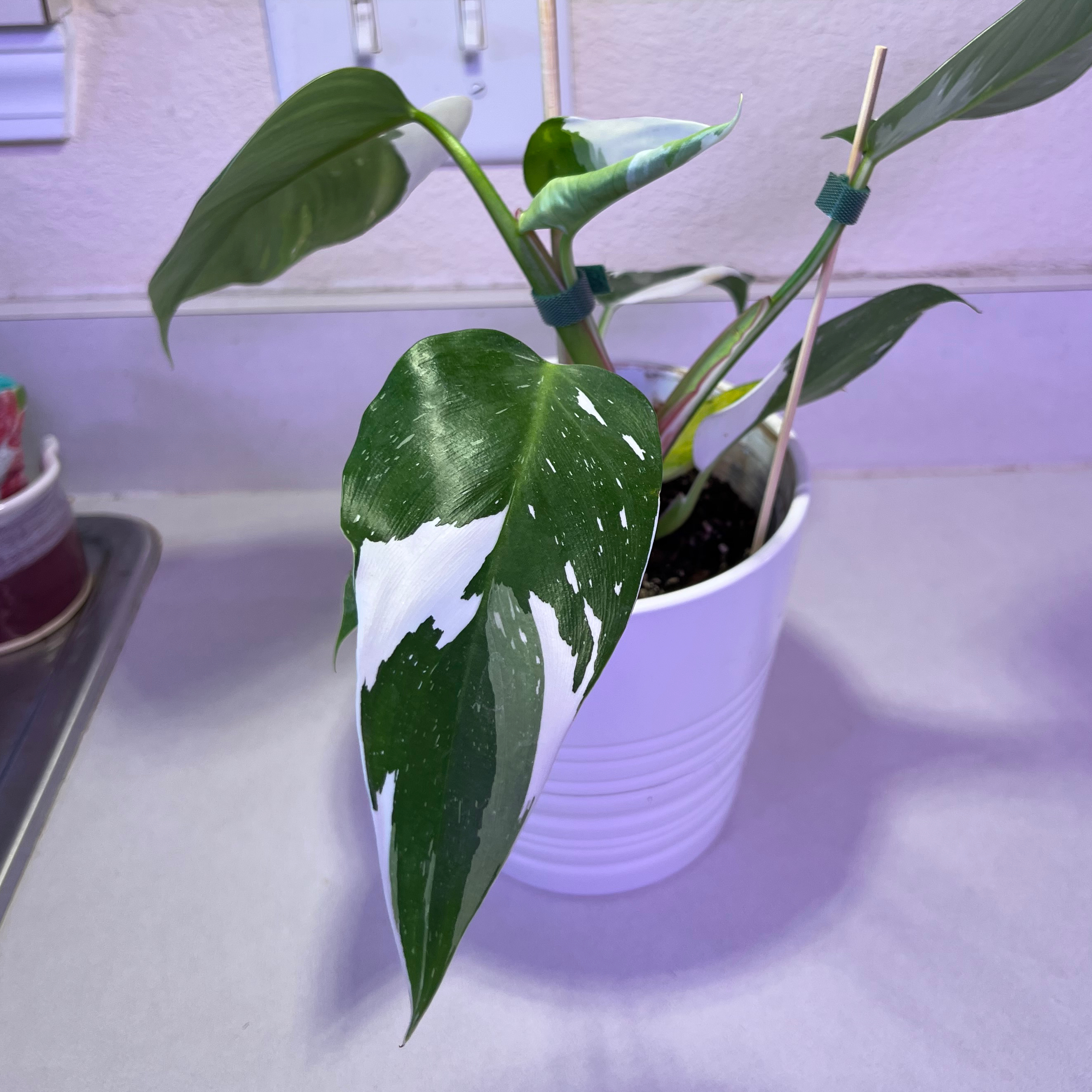 Black Spots on My Philodendron 'White Princess' Leaves