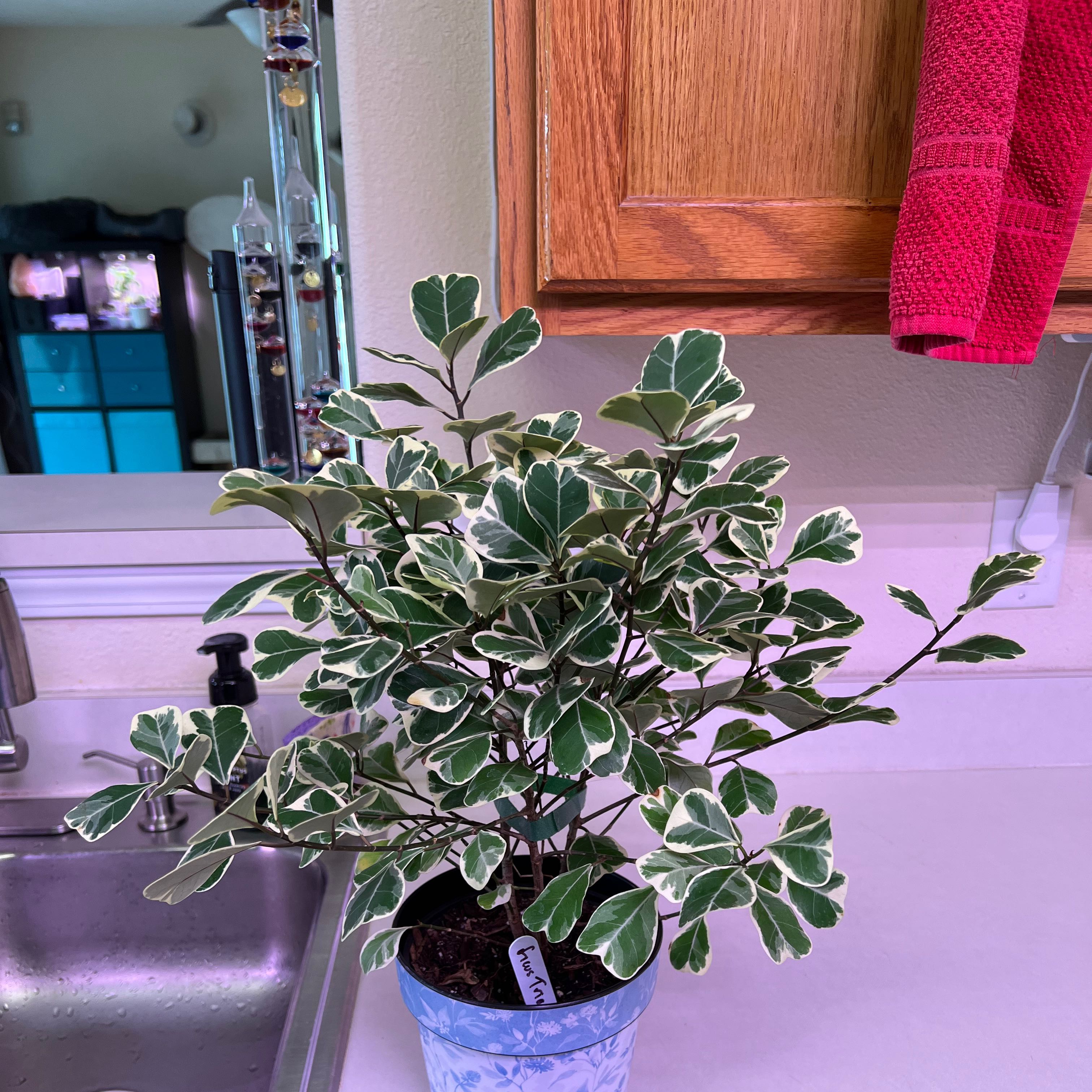 🐛 What To Do About Bugs on My Ficus triangularis 'Variegata'?