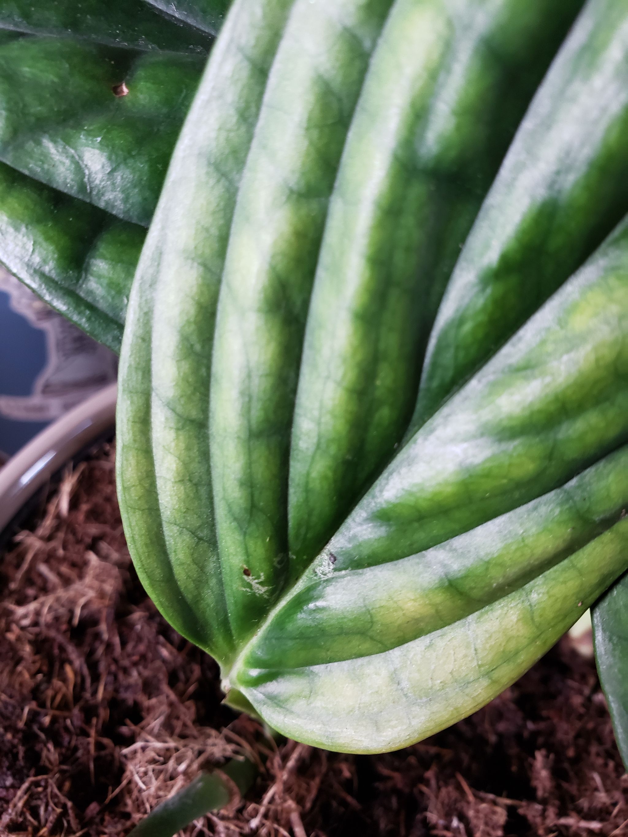 Monstera Green Galaxy (sp Peru) Care 101: Water, Light & Growing Tips