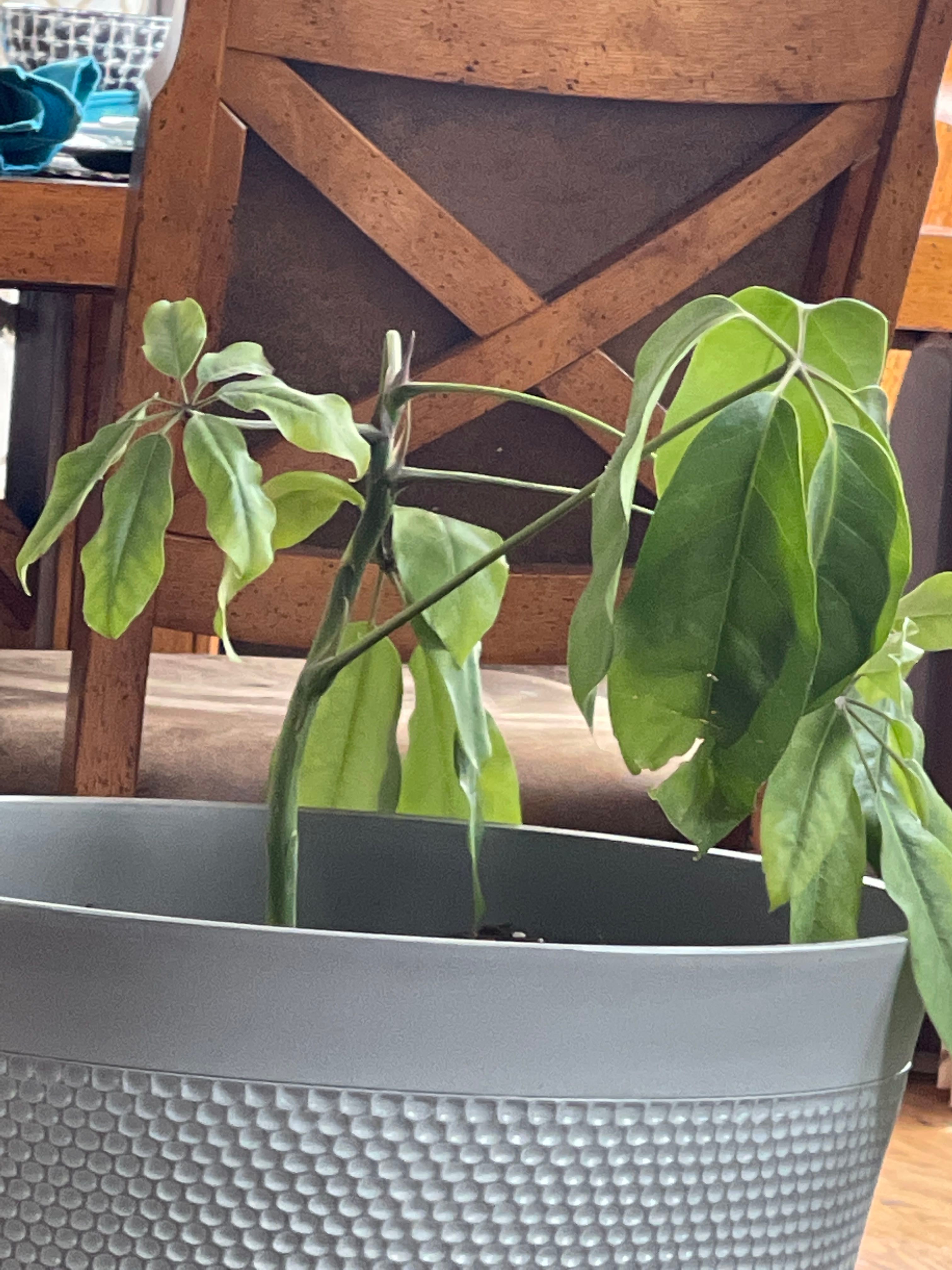 Octopus Tree Plant Care: Water, Light, Nutrients | Greg App 🌱