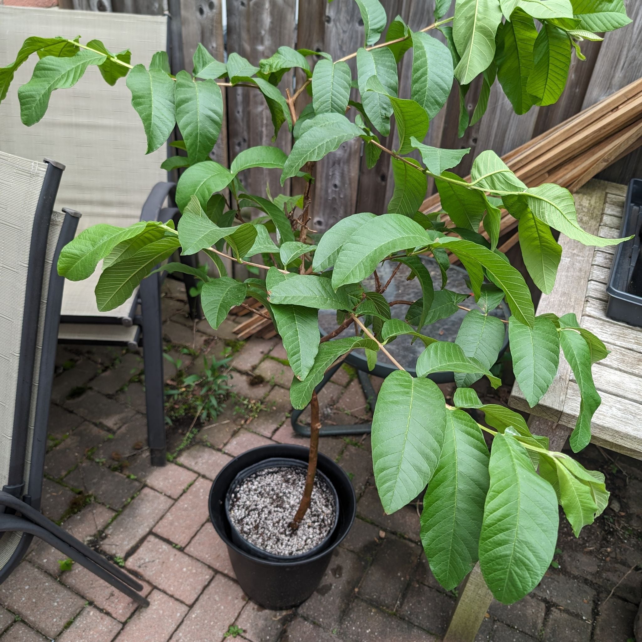 Fertilizing My Guava Tree to Double Its Growth