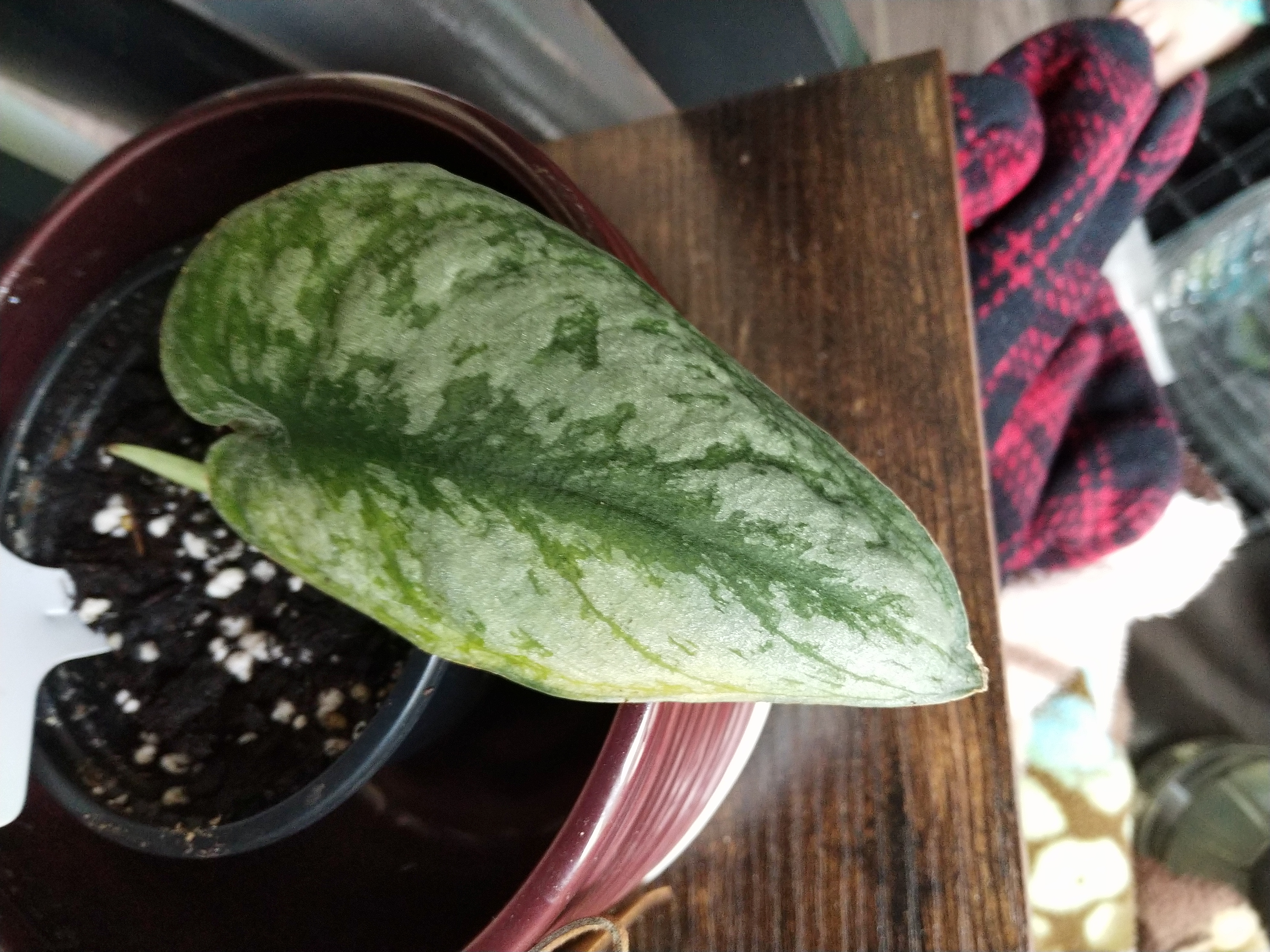 Scindapsus Cutting Yellowing