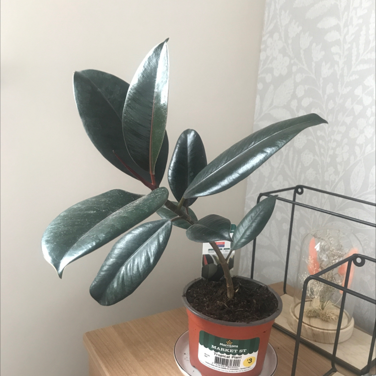 Why Are There Black Spots on My Ficus Robusta Leaves?