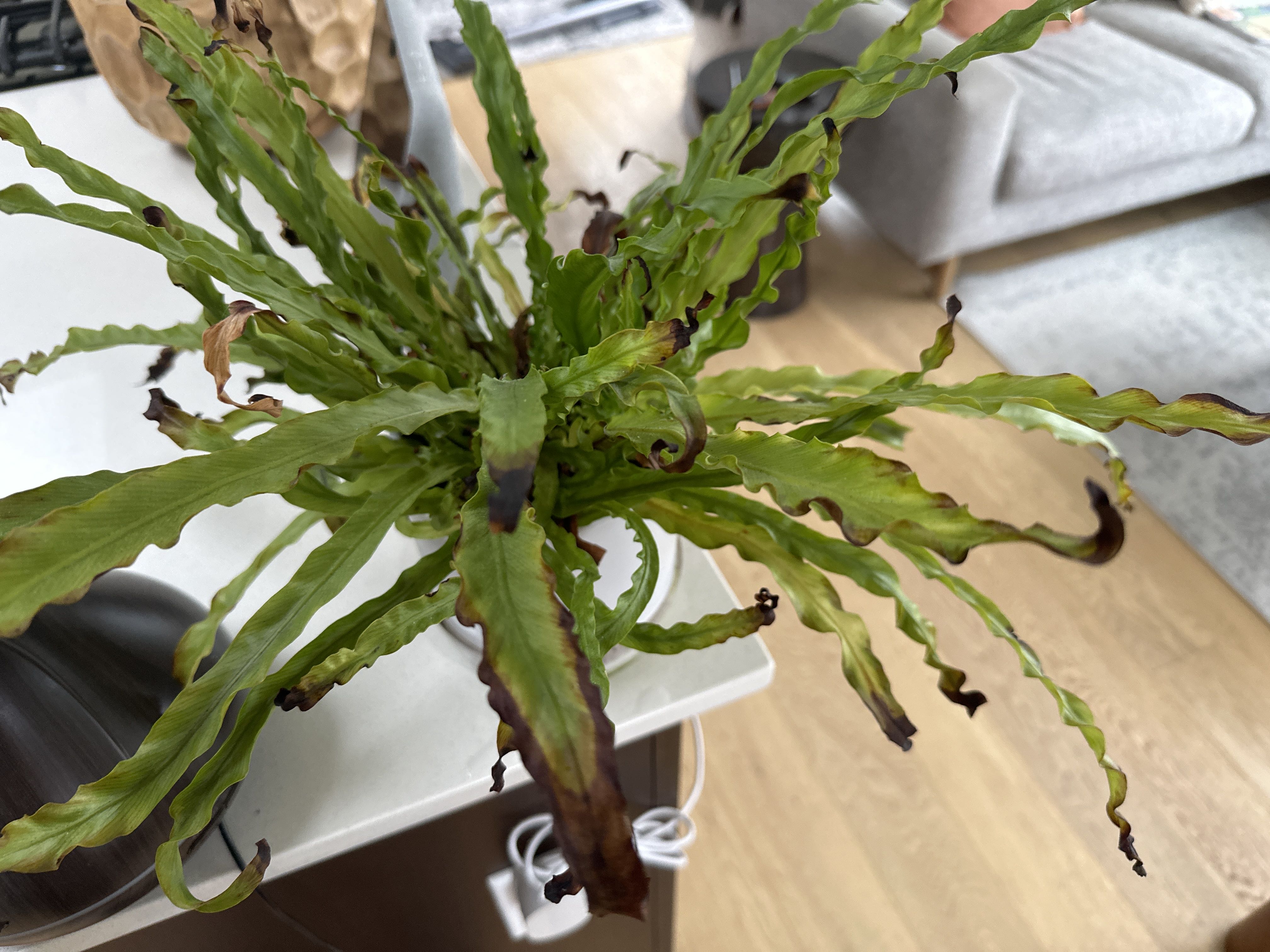 Birds Nest Fern has Brown Tips