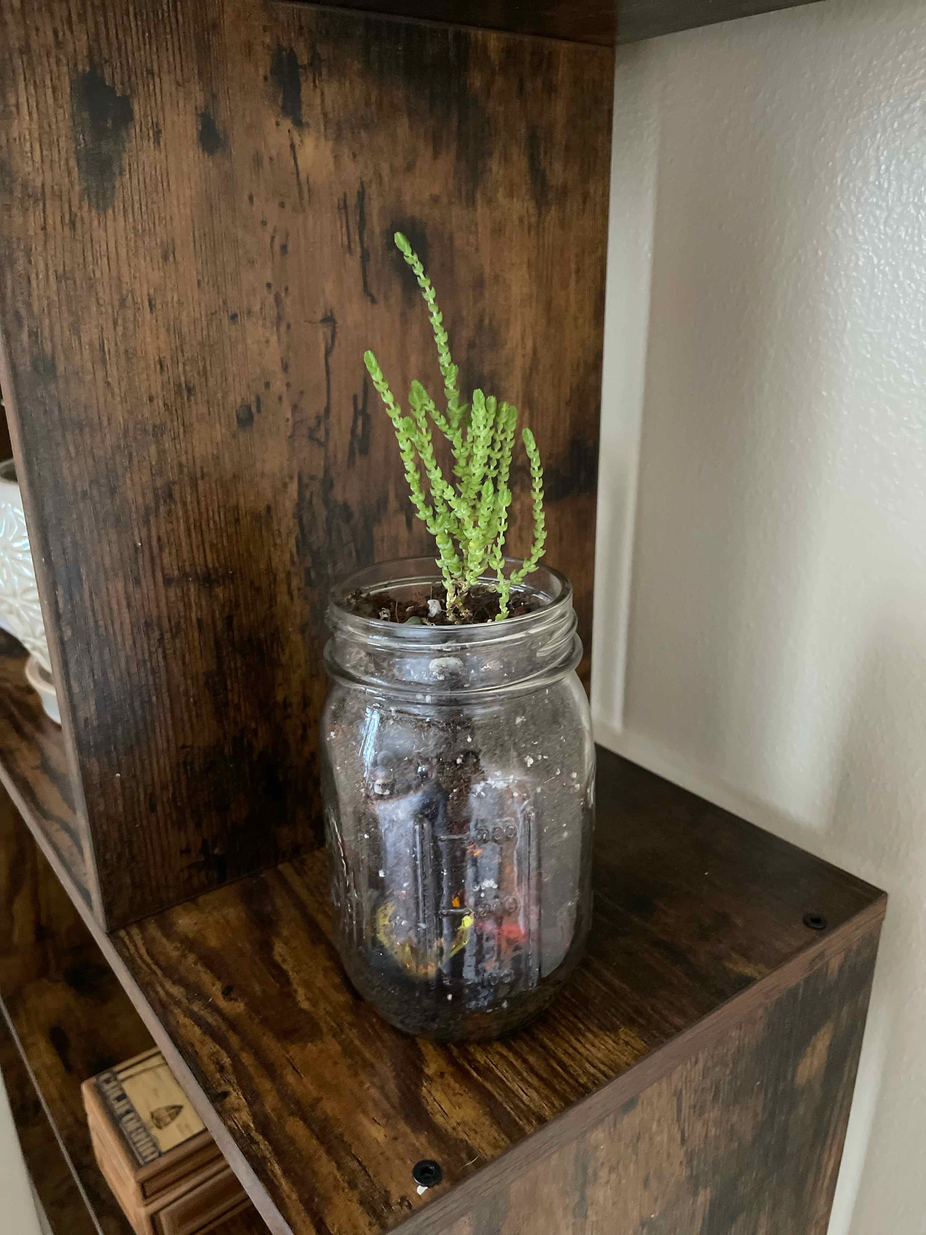 Best Soil Potting Mix for Princess Pine