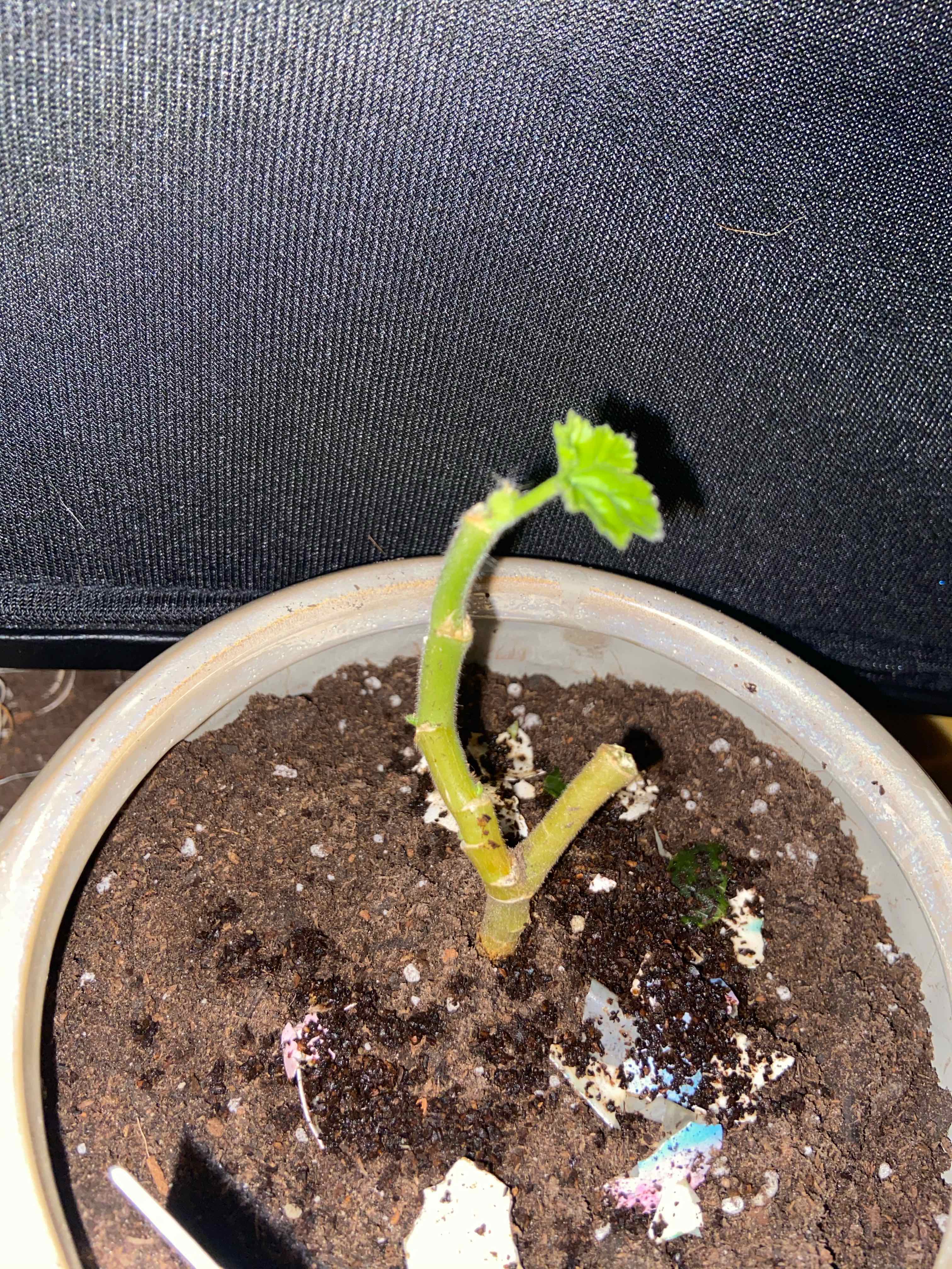 🔍 Why Are There Black Spots On My Zonale Geranium Leaves?