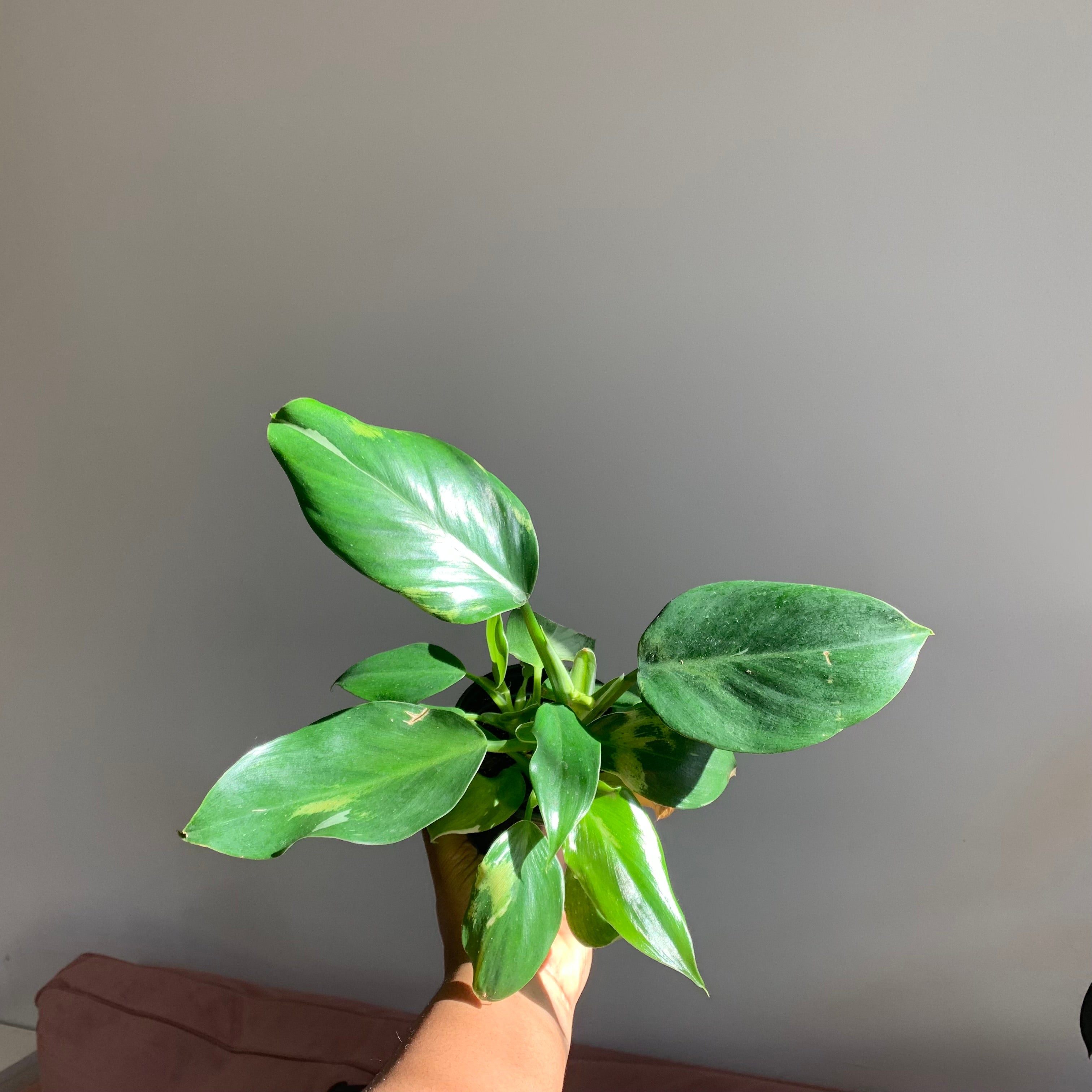 Why Are My Philodendron 'White Wizard' Leaves Droopy?