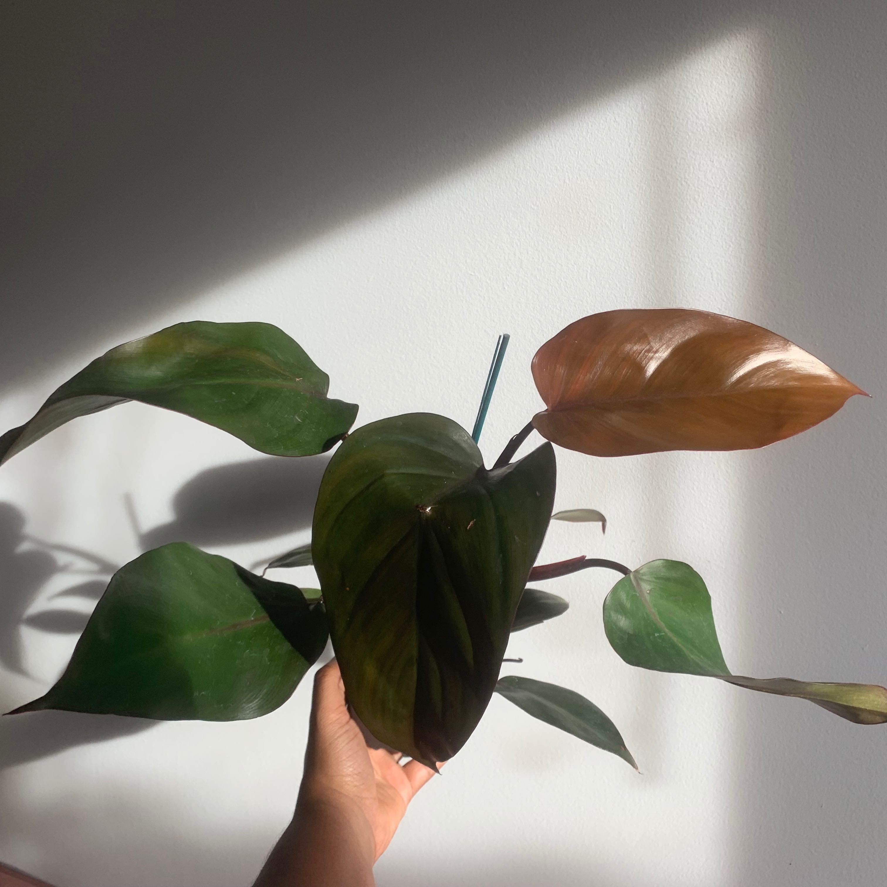 Diagnosing royal queen philodendron root rot