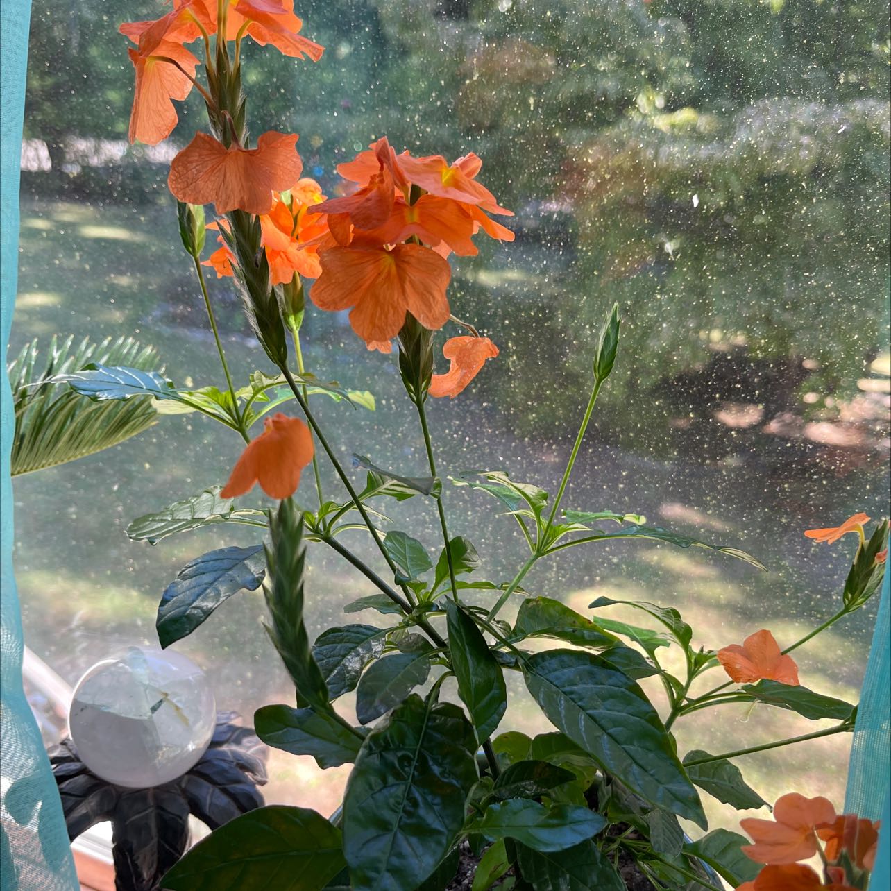 🎆 Propagating My Firecracker Flower: Step-by-Step Guide