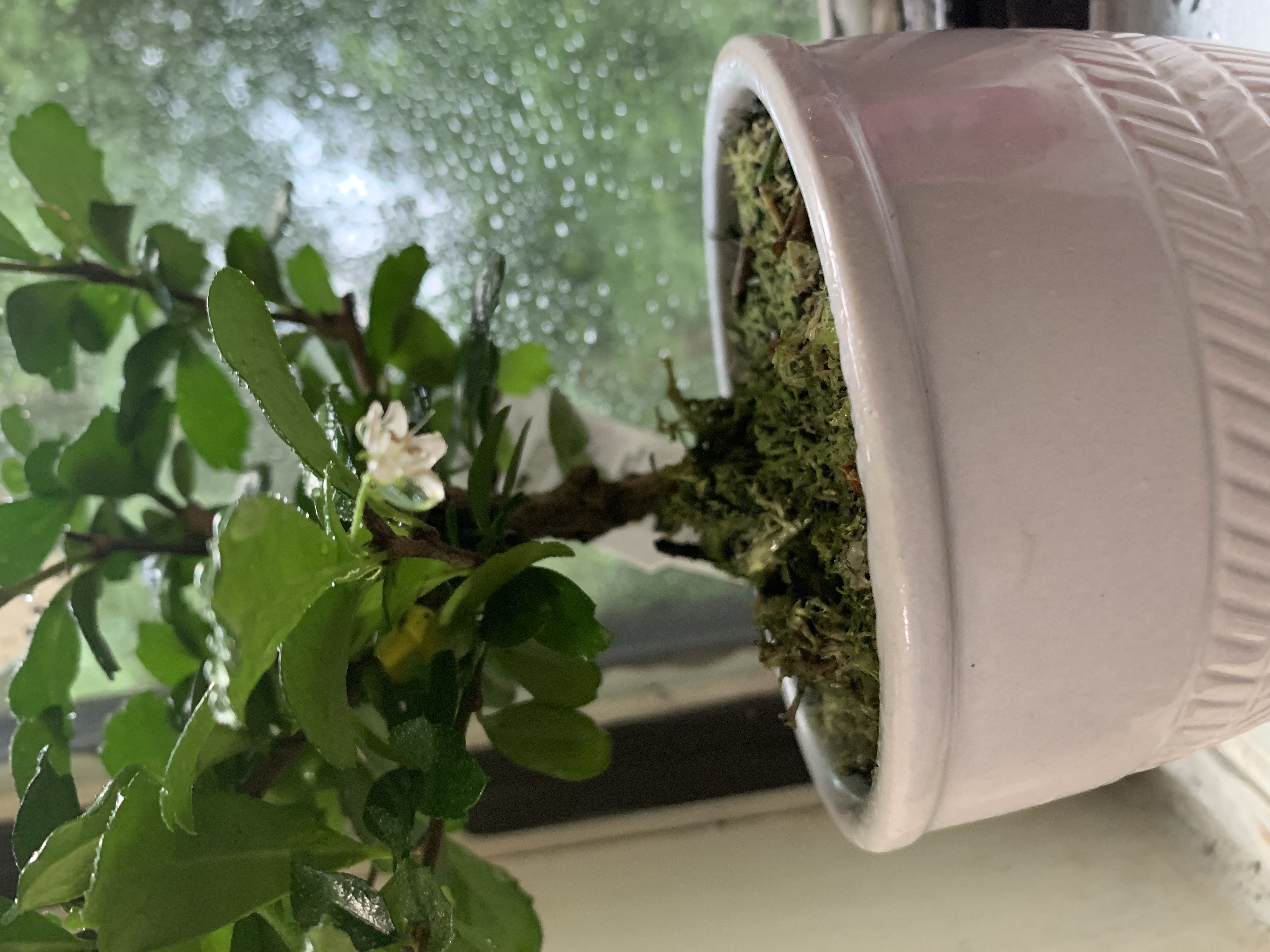 Fukien Tea Tree Plant Care: Water, Light, Nutrients | Greg App 🌱