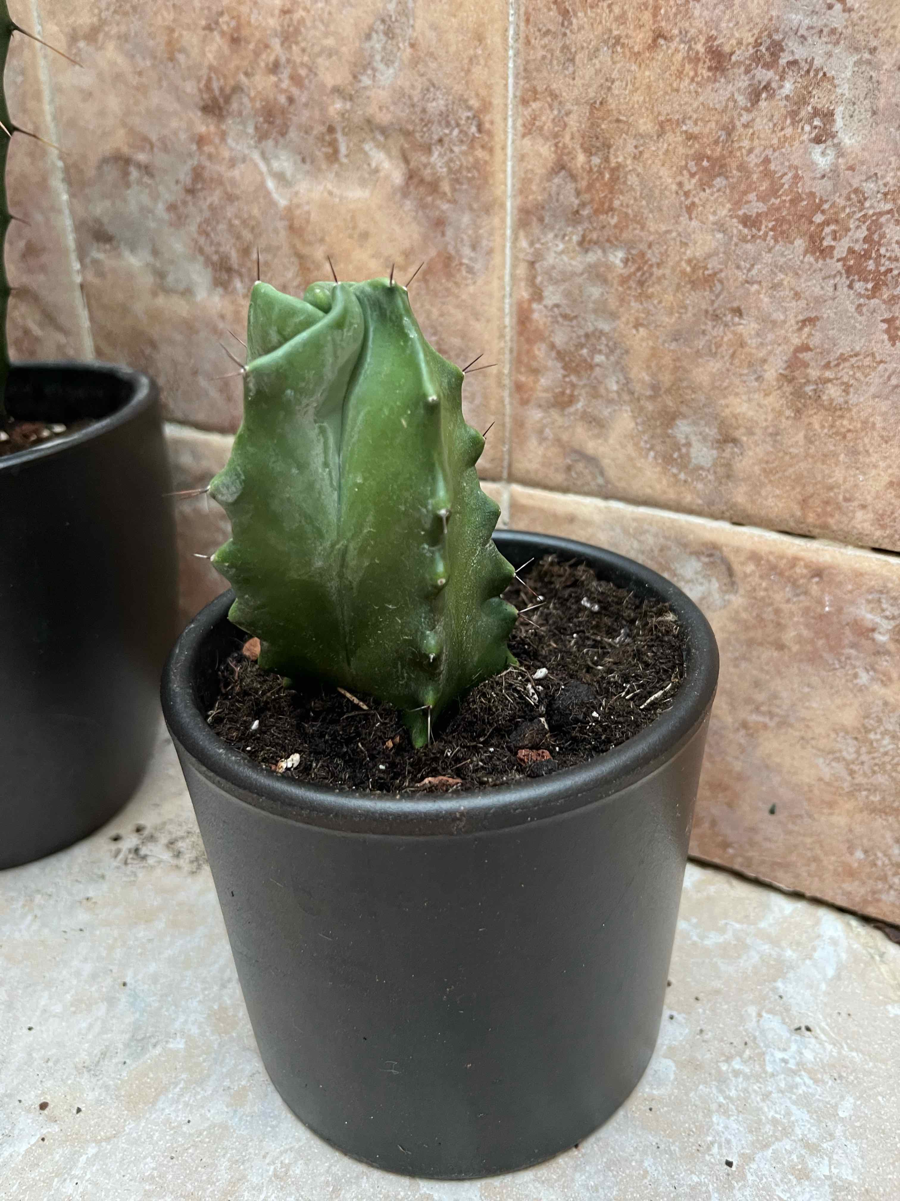 Your Gray Ghost Organ Pipe's Light Needs