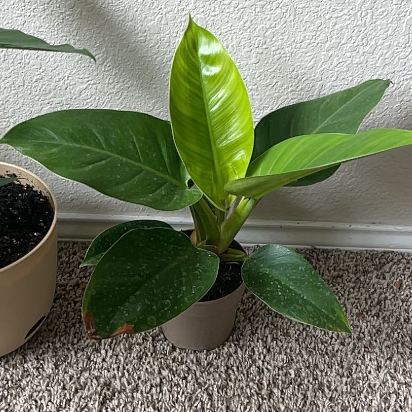 Black Spots on My Green Princess Leaves